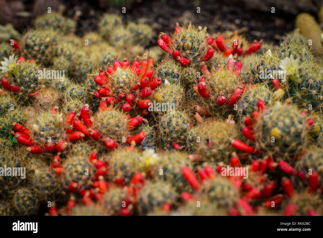 Common cacti Mammillaria prolifera with flowers and red fruits Stock ...