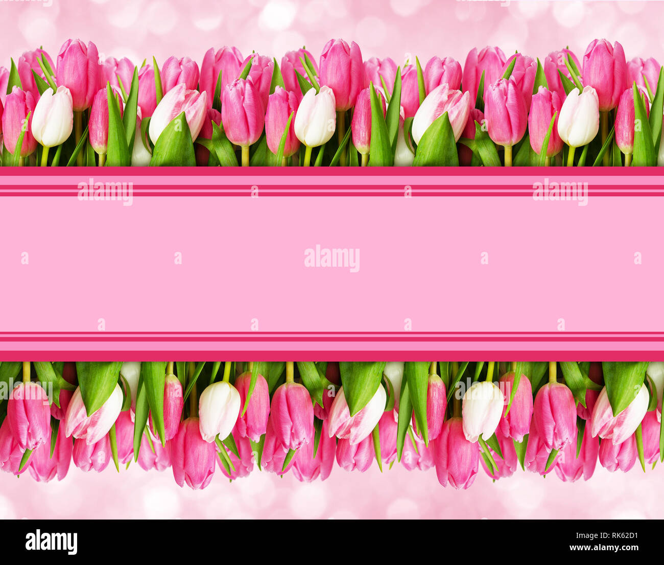 Pink tulip flowers borders and space for text on pink background. Flat ...