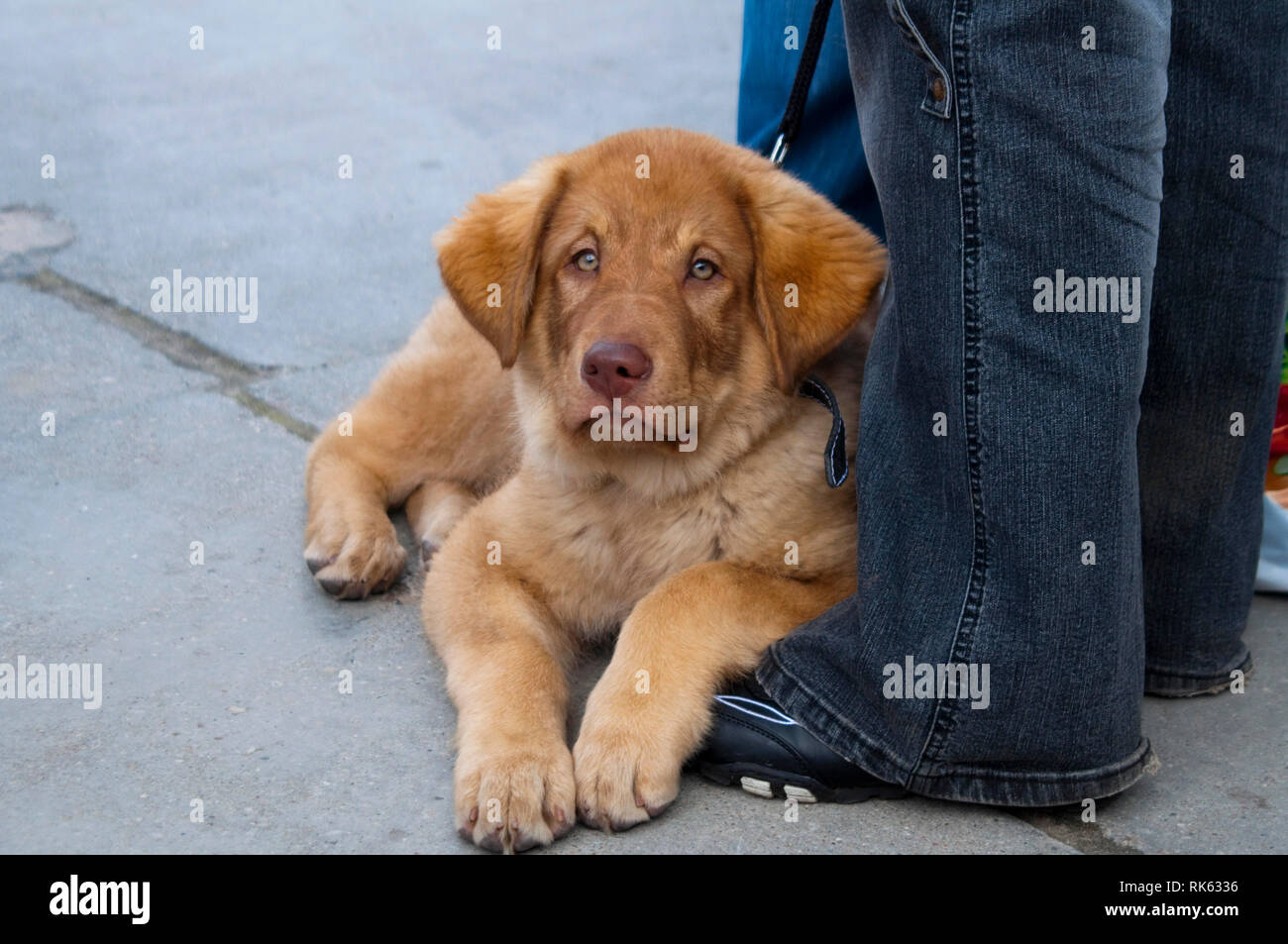 High resolution image. Dog of unknown breed. Young puppy Stock Photo ...