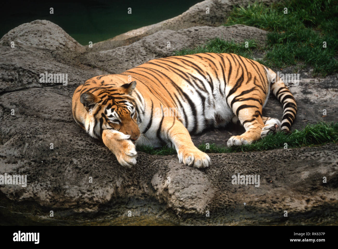 White tiger sleeping hi-res stock photography and images - Alamy