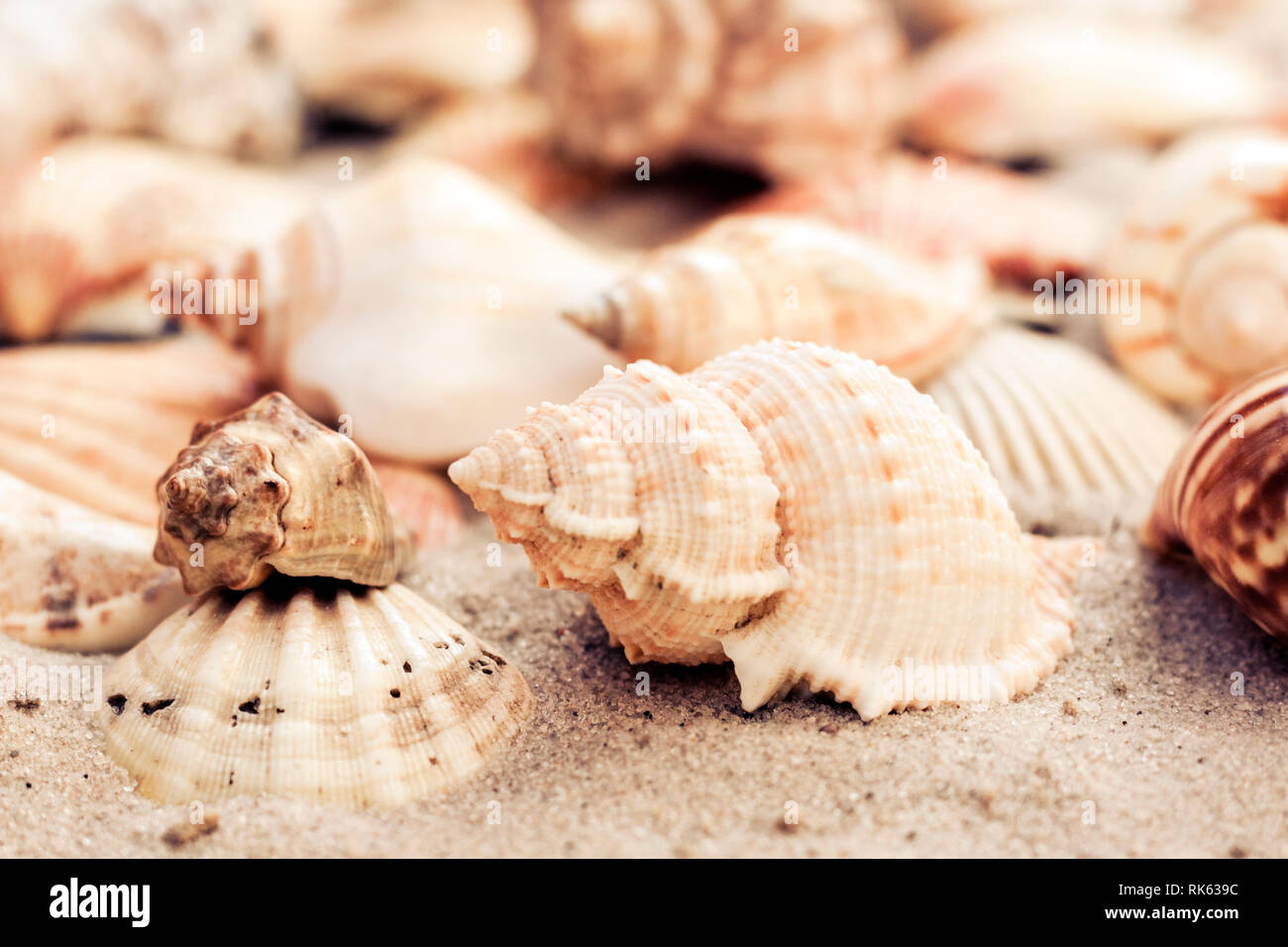 Seashells on the sand, summer beach background, travel concept Stock ...