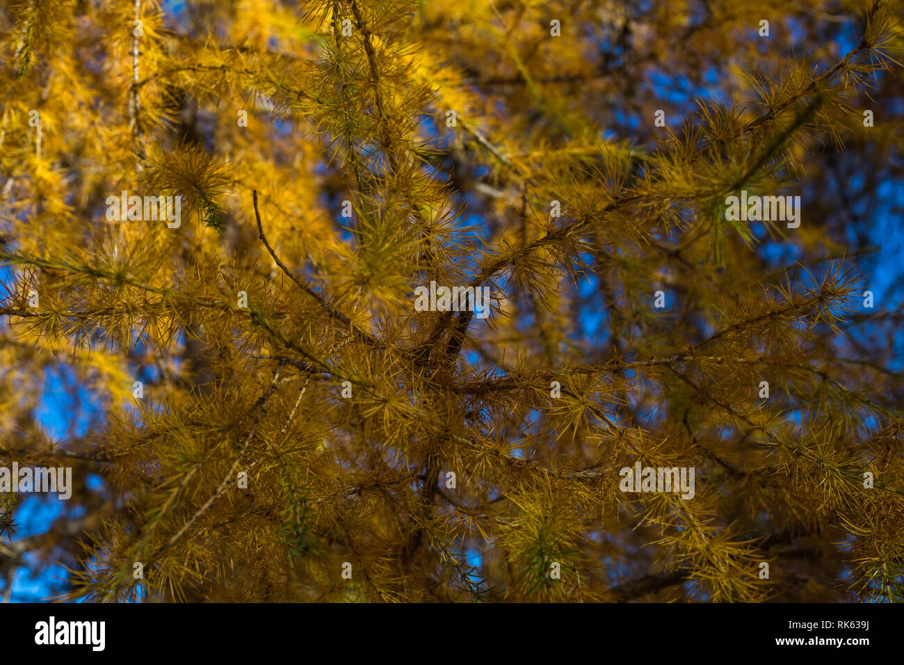 Limb of fir hi-res stock photography and images - Alamy