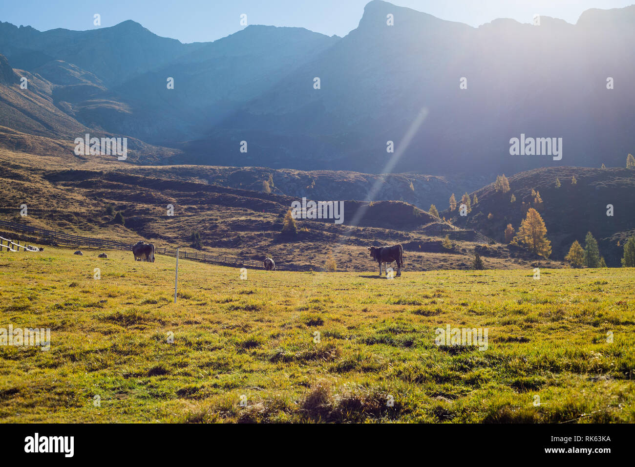 Tirol alm hi-res stock photography and images - Alamy