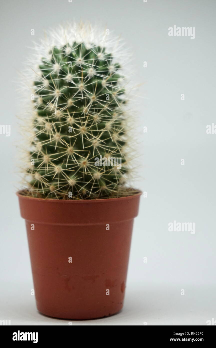 A small cactus Stock Photo - Alamy