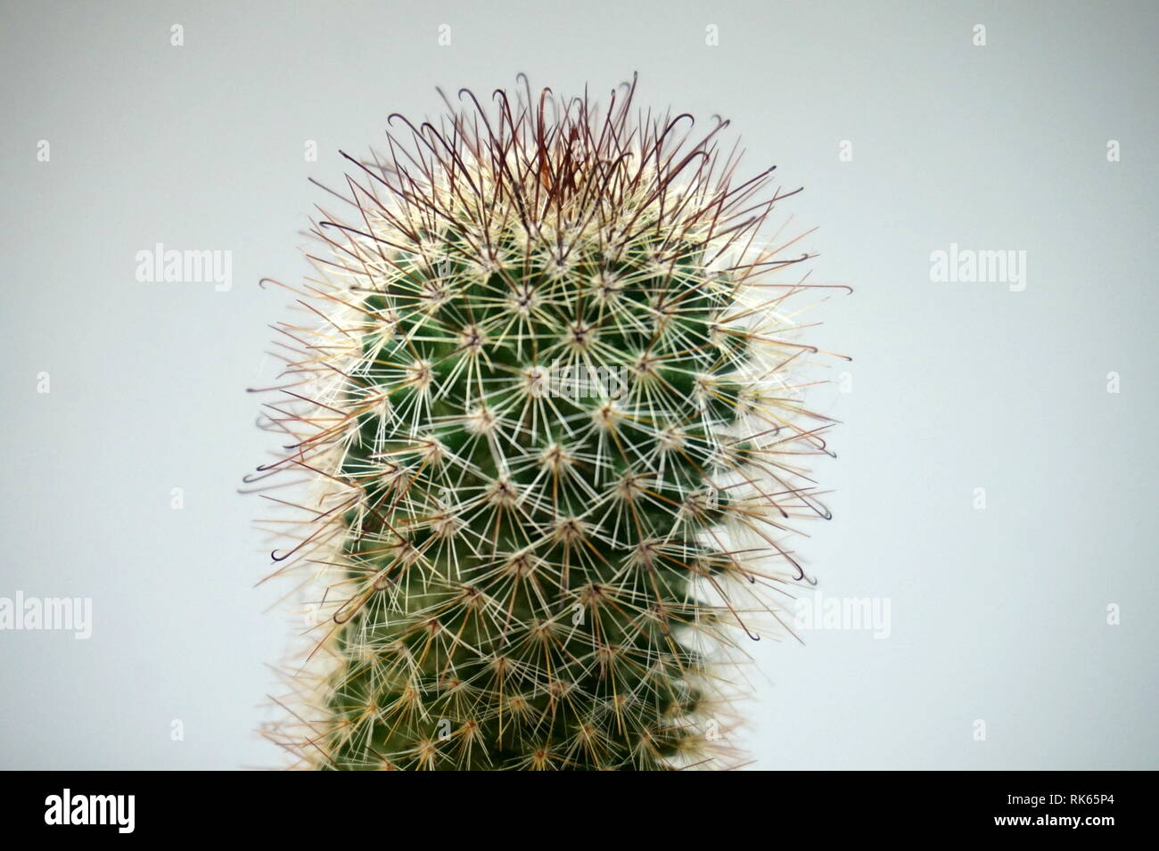 A small cactus Stock Photo - Alamy