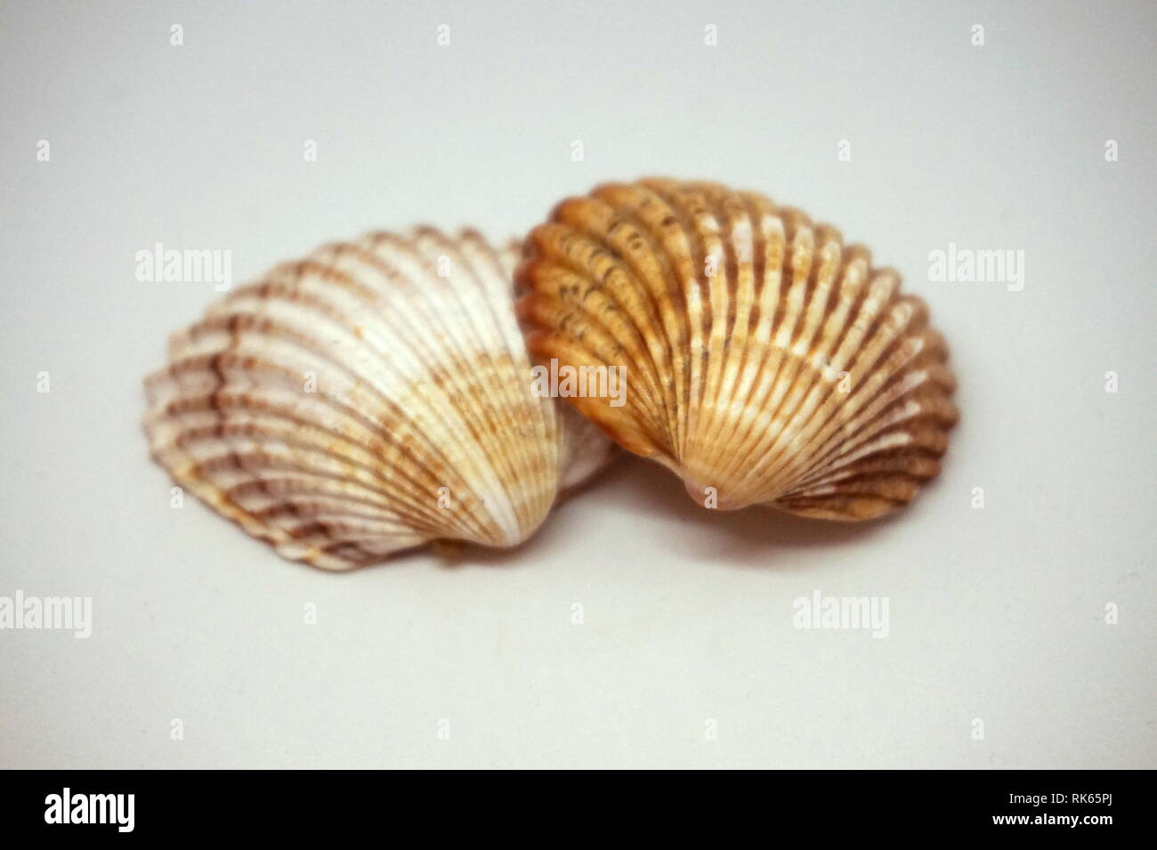 Ribbed shells hi-res stock photography and images - Alamy