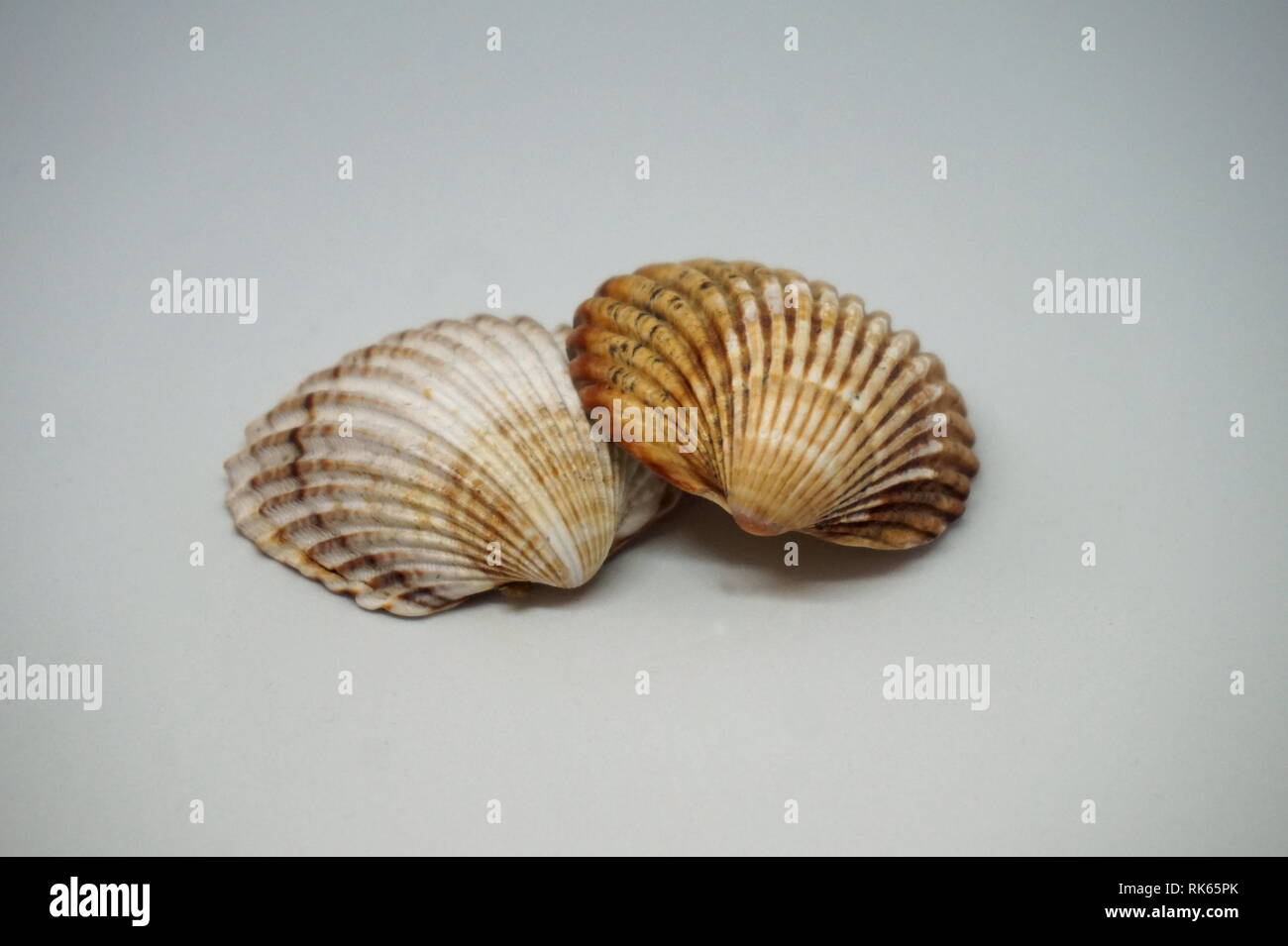 Ribbed shells hi-res stock photography and images - Alamy