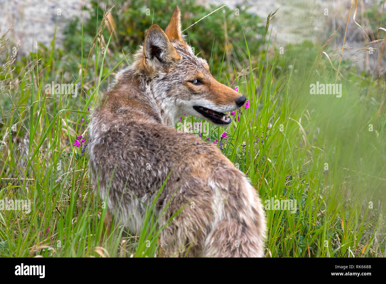Coyote in The Yukon Territories Canada Stock Photo - Alamy