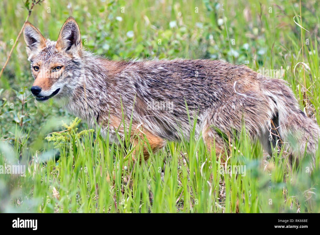 Coyote in The Yukon Territories Canada Stock Photo - Alamy