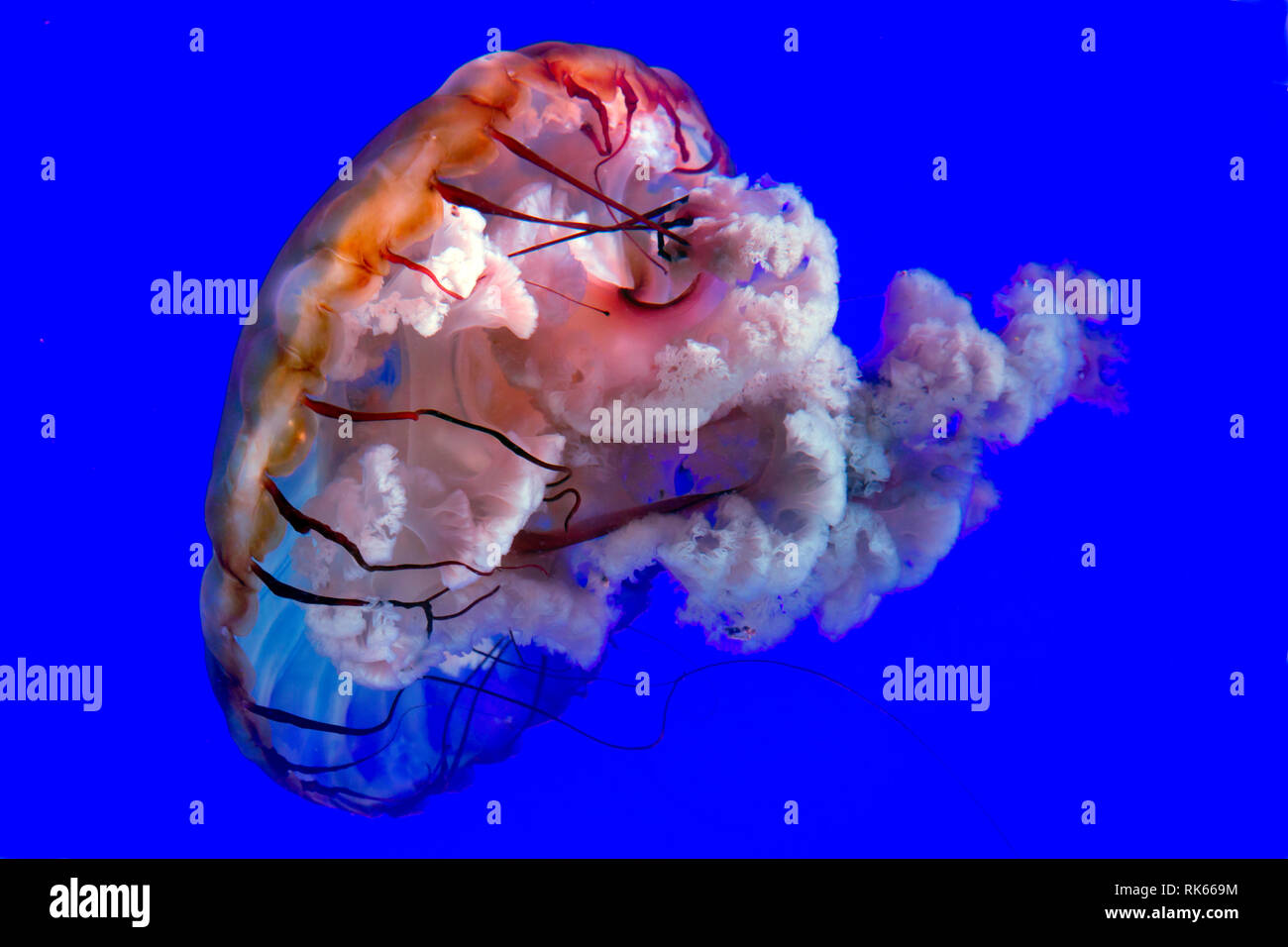 Phylum cnidaria jellyfish hi-res stock photography and images - Alamy