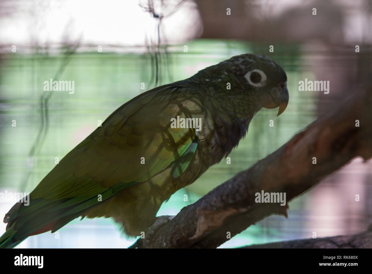Scaly-headed parrot (Pionus maximiliani), aka scaly-headed pionus ...