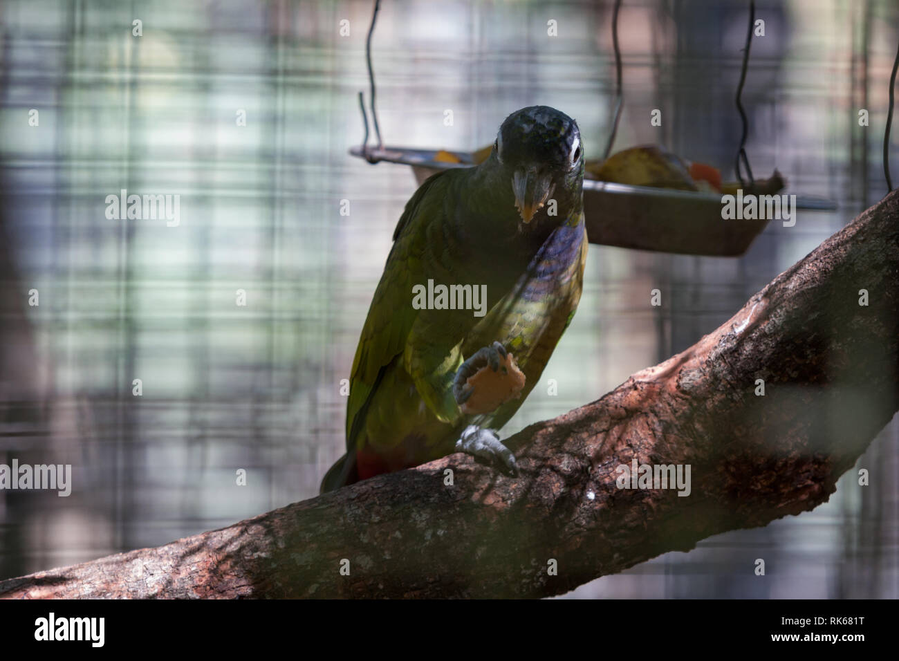 Scaly-headed parrot (Pionus maximiliani), aka scaly-headed pionus ...