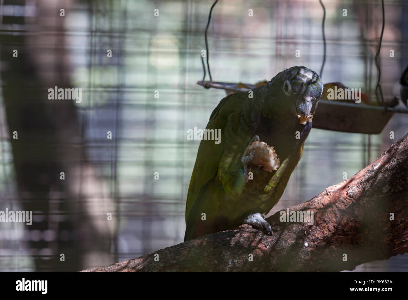 Scaly-headed parrot (Pionus maximiliani), aka scaly-headed pionus ...