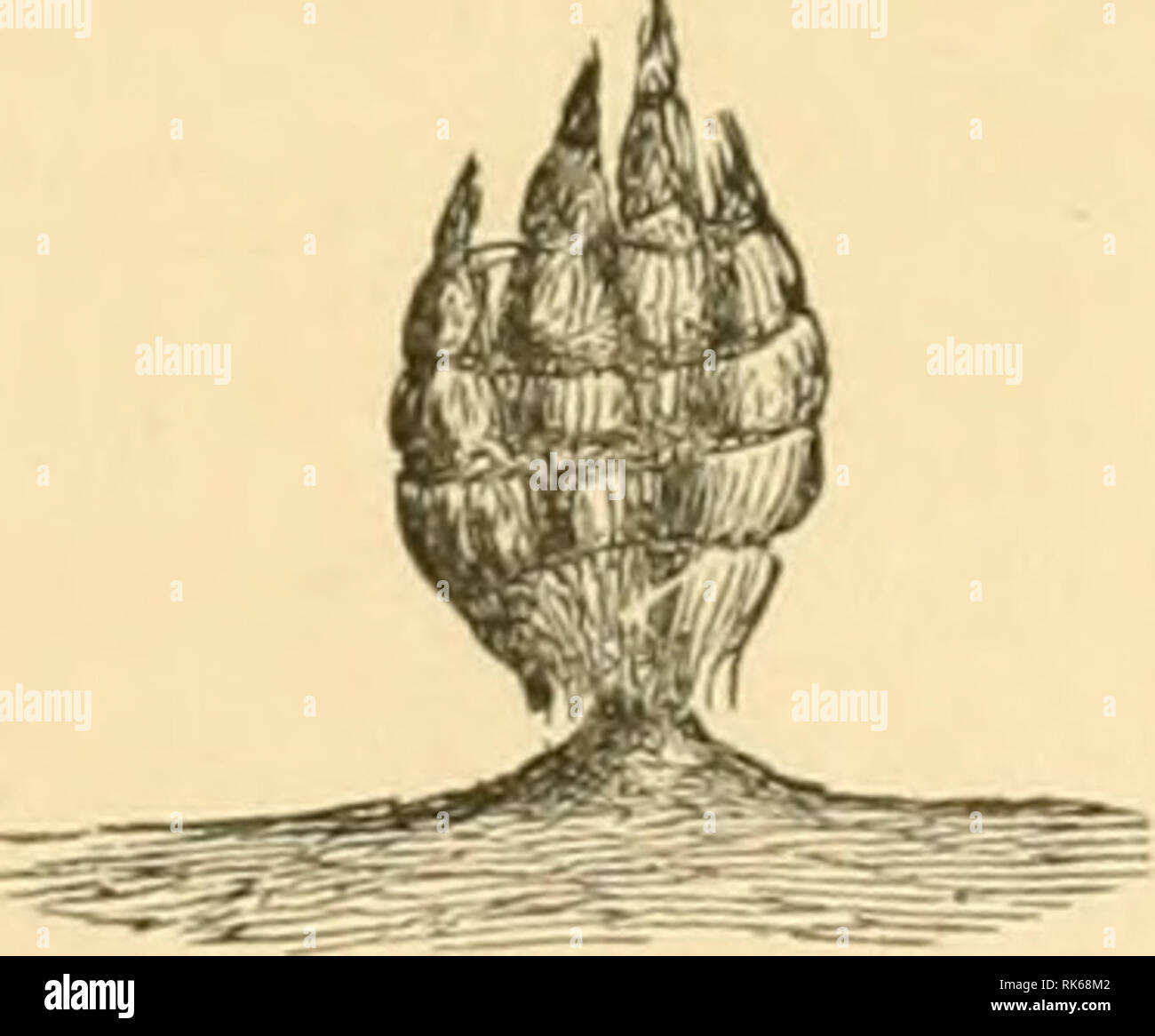 . The art of beautifying suburban home grounds of small extent ...