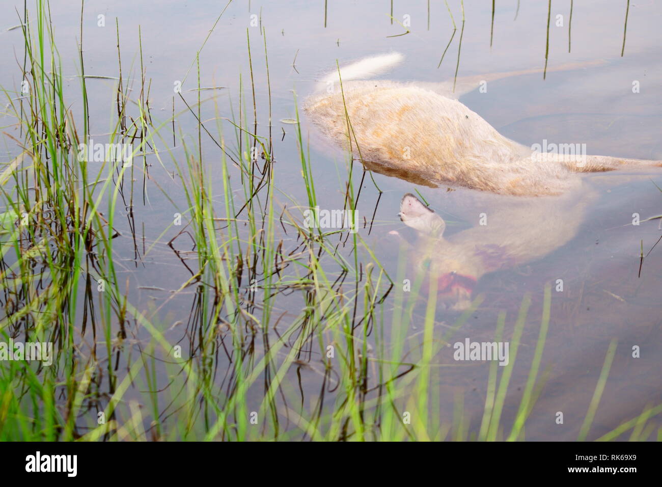 A dead deer in a lake Stock Photo - Alamy