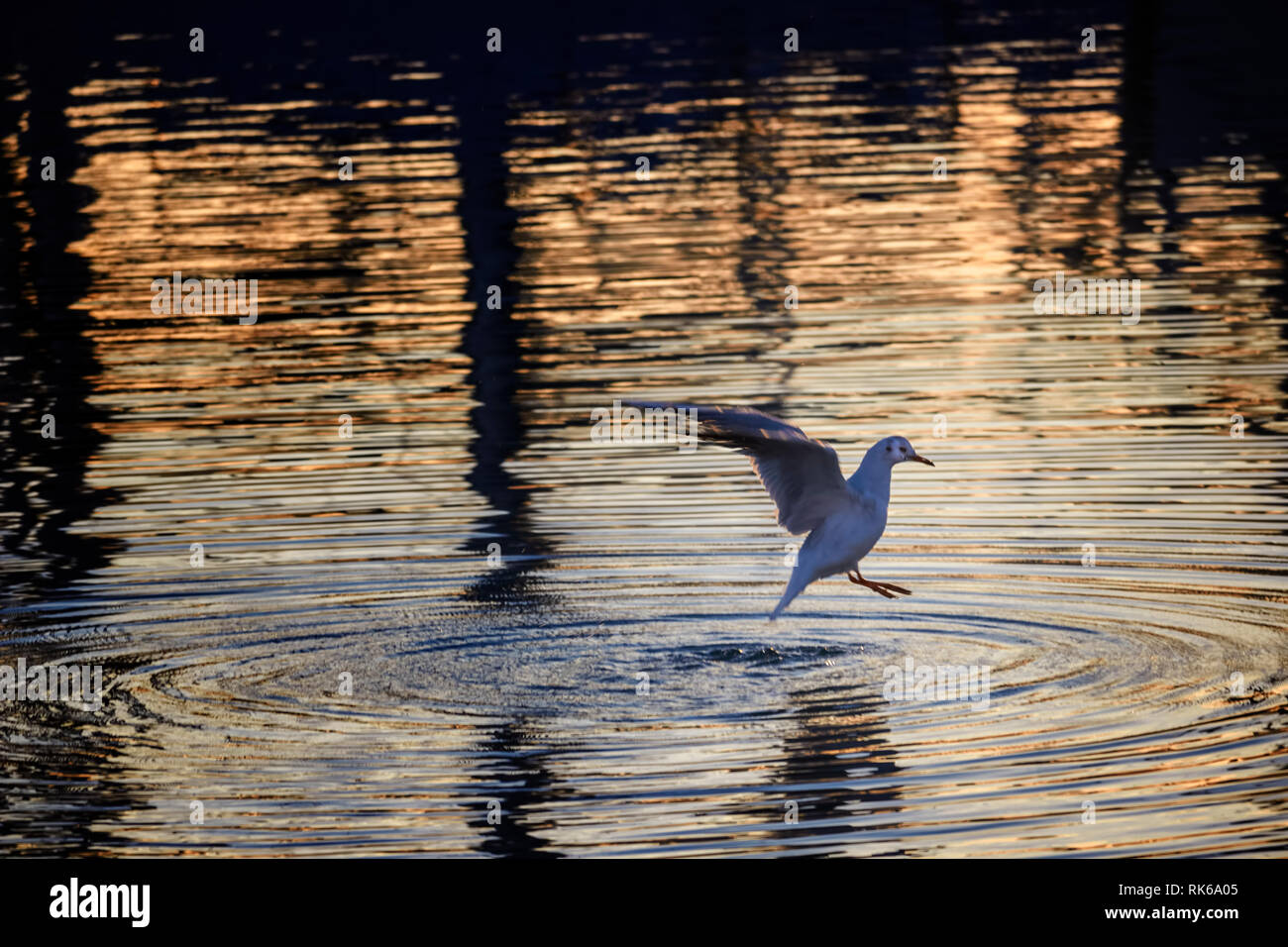 Seagull in the water Stock Photo - Alamy