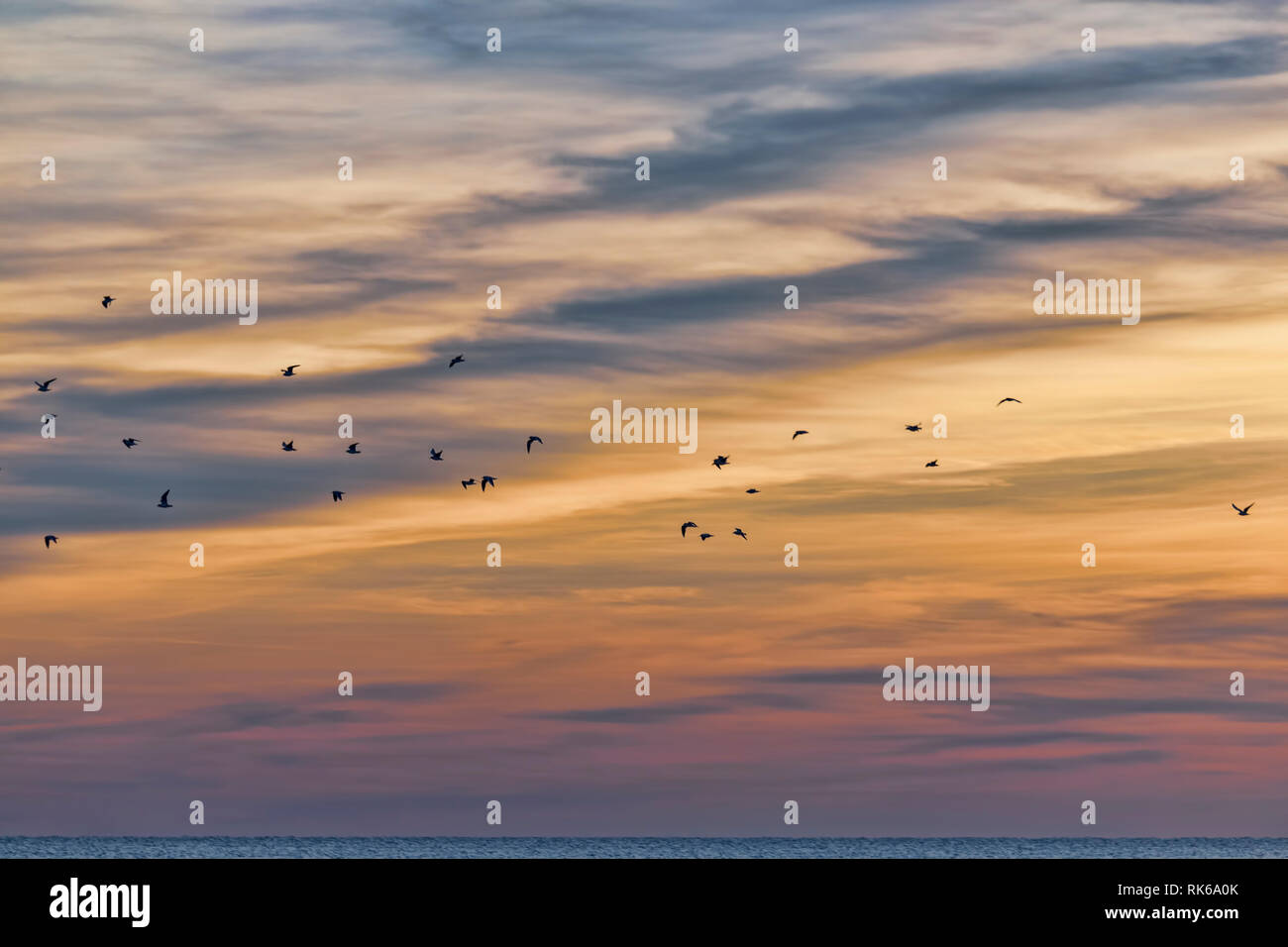 Flok hi-res stock photography and images - Alamy