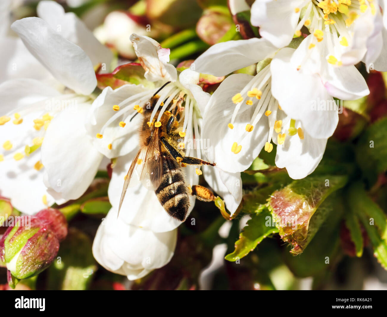 Honey bee on sweet cherry flowers closeup Stock Photo - Alamy