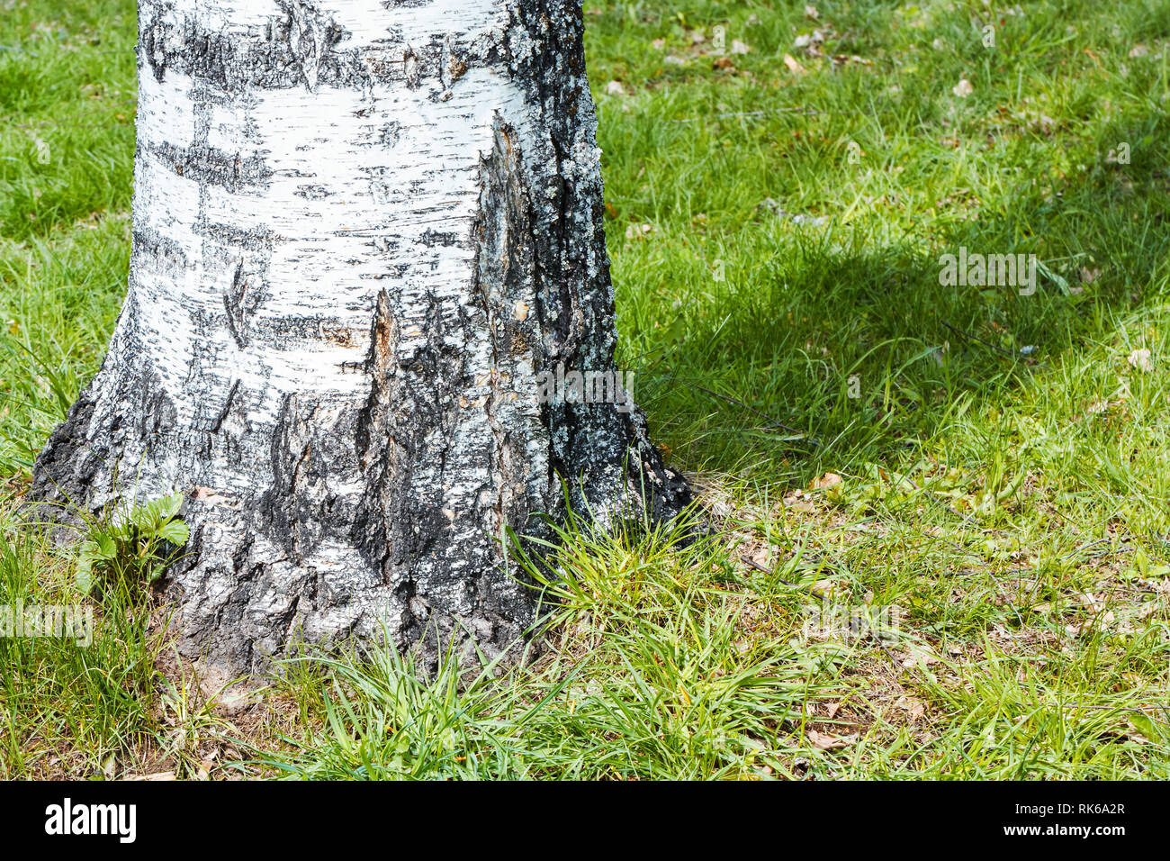 Landscape with birch tree butt trunk and grass Stock Photo - Alamy