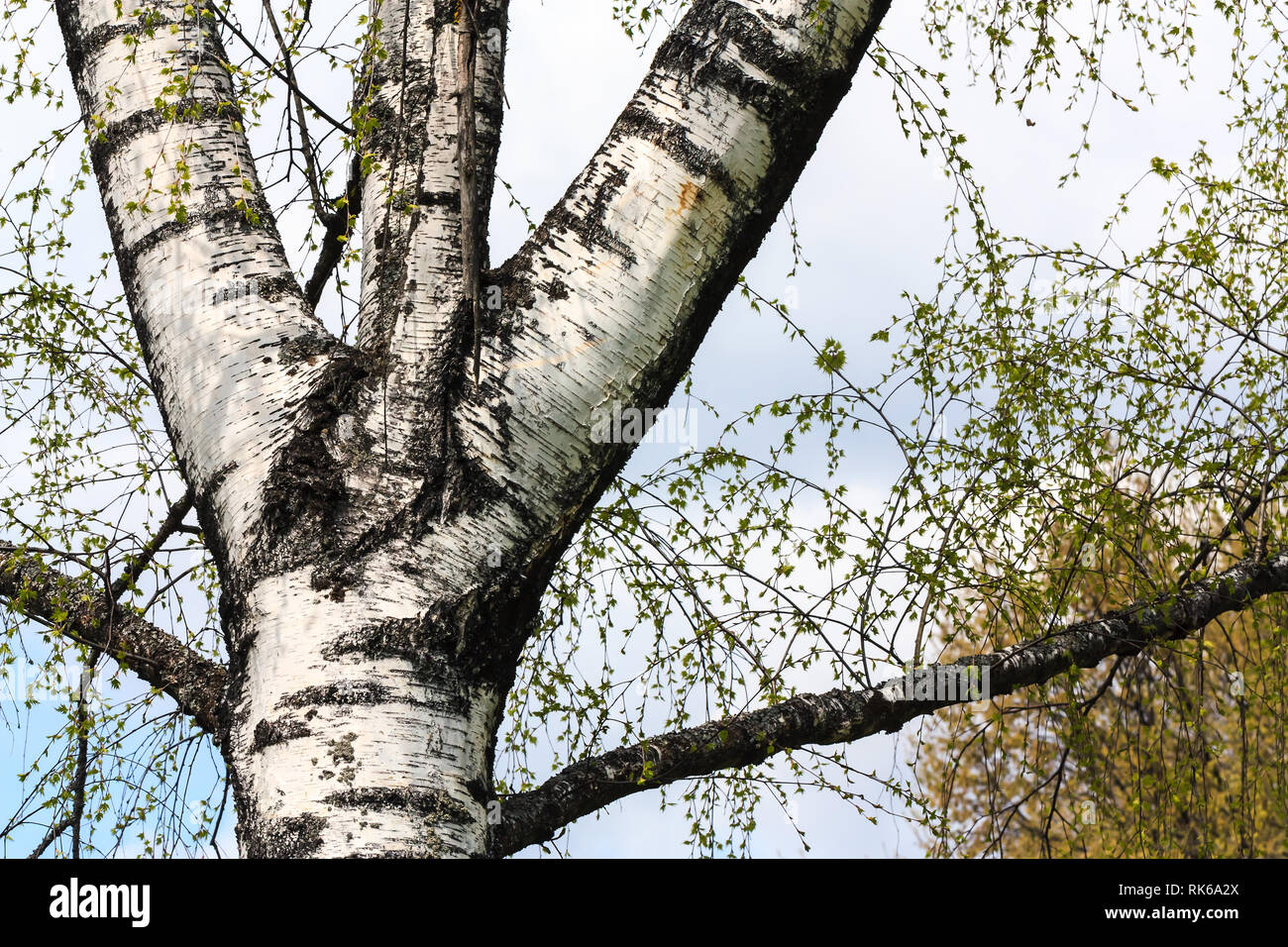 Landscape with birch tree trunk and branches Stock Photo - Alamy