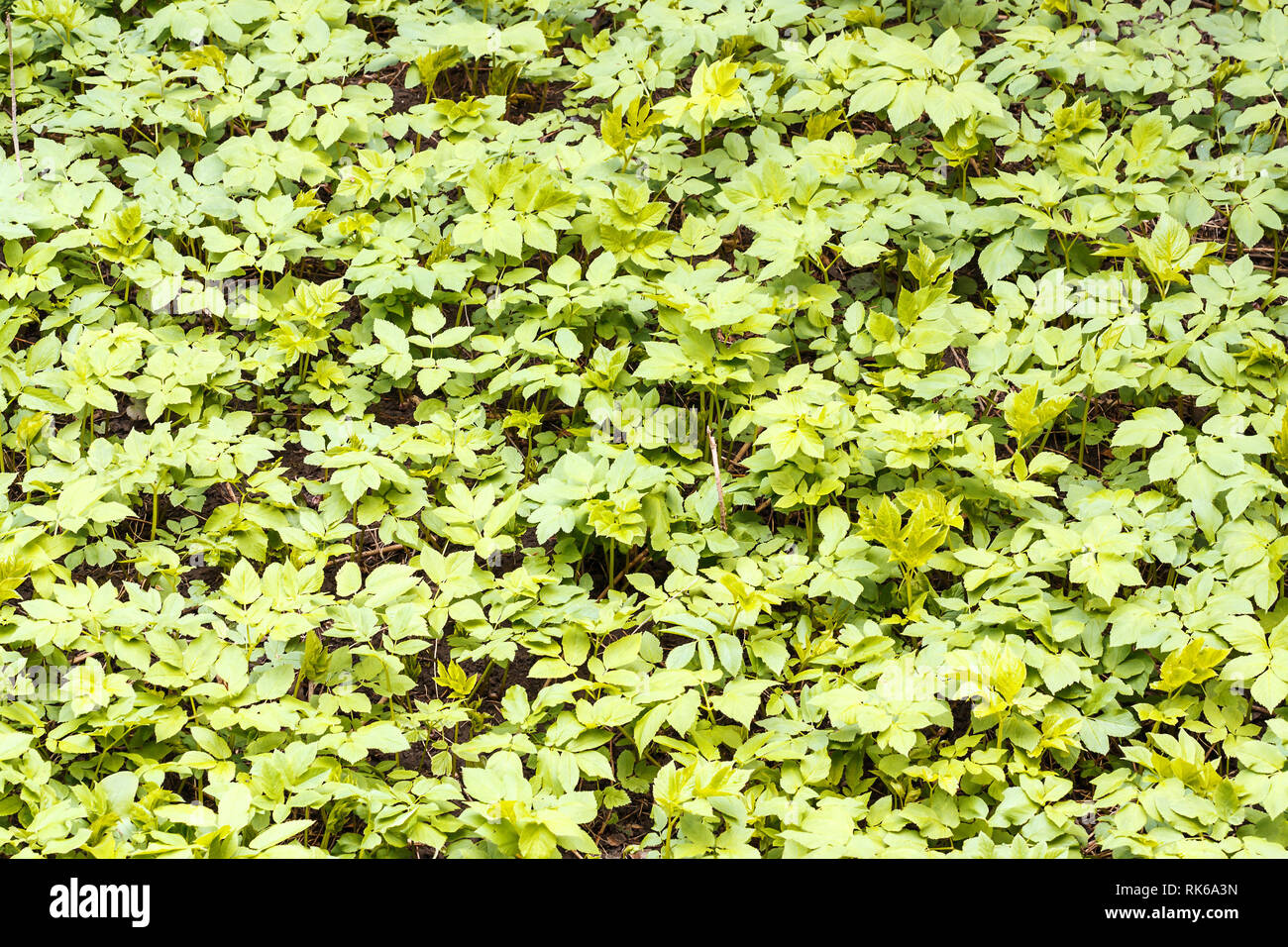 Nature background of the young growth verdure Stock Photo - Alamy