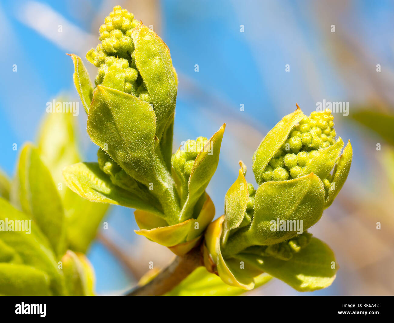 Nature background with spring breaking lilac buds closeup Stock Photo ...