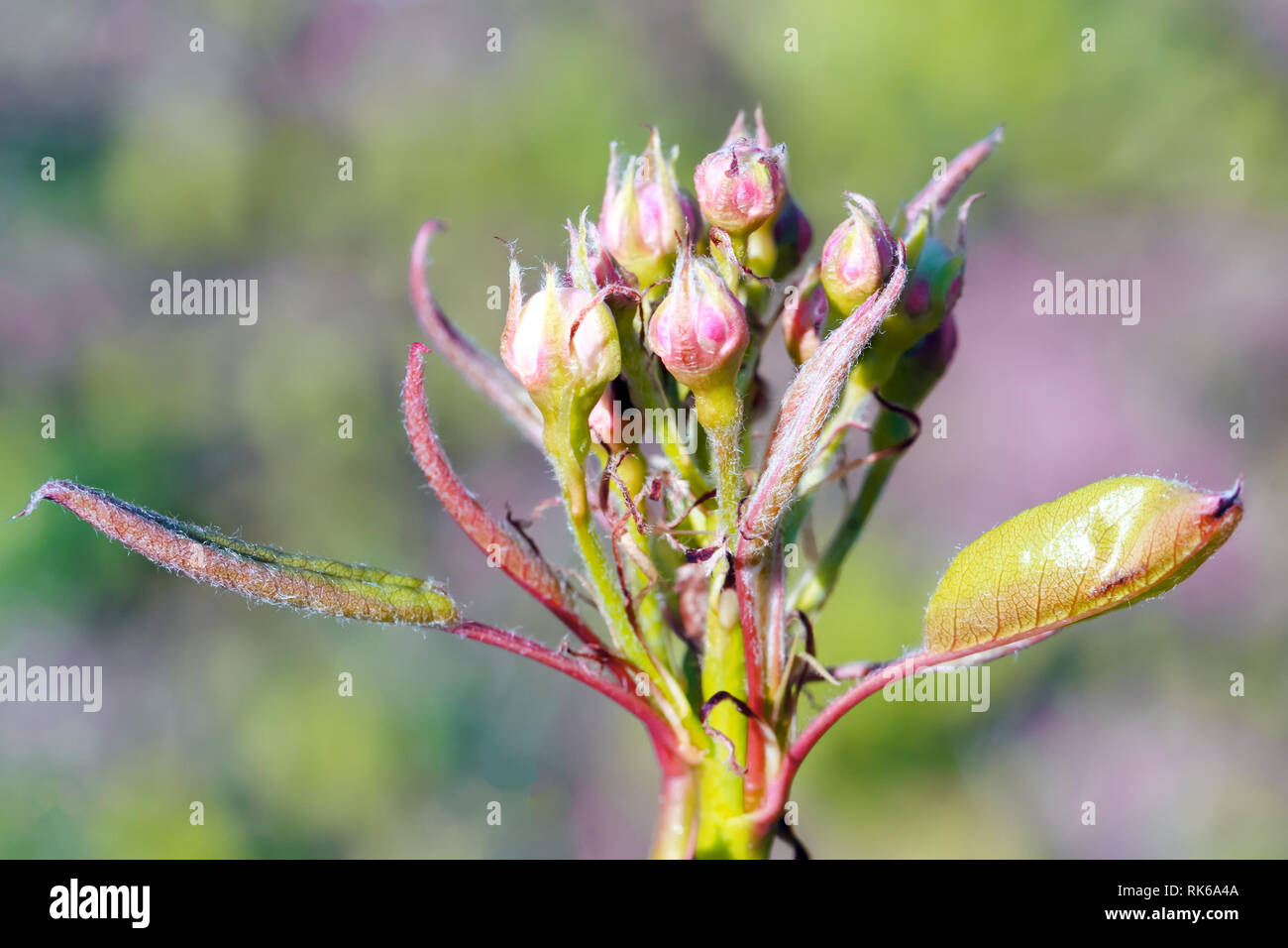 Nature background with spring breaking pear buds closeup Stock Photo ...