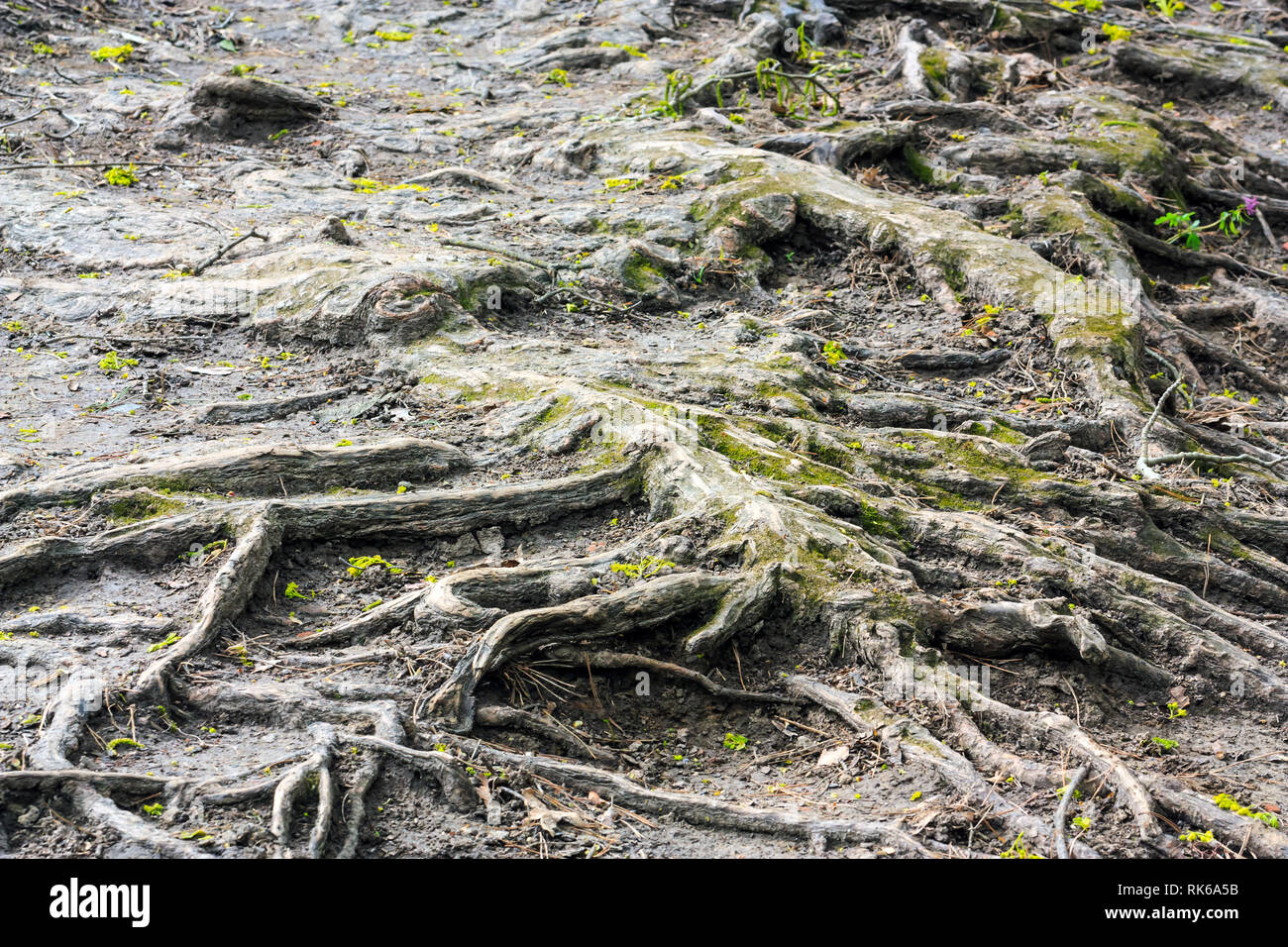 Tree roots as a background Stock Photo - Alamy