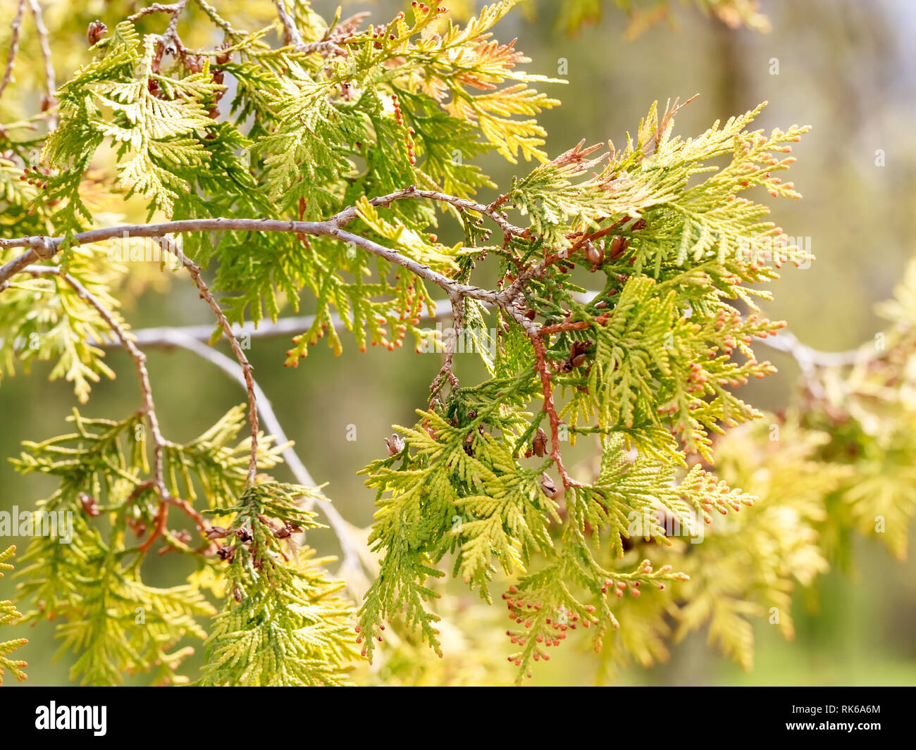 Spring nature background with western red cedar branches Stock Photo ...
