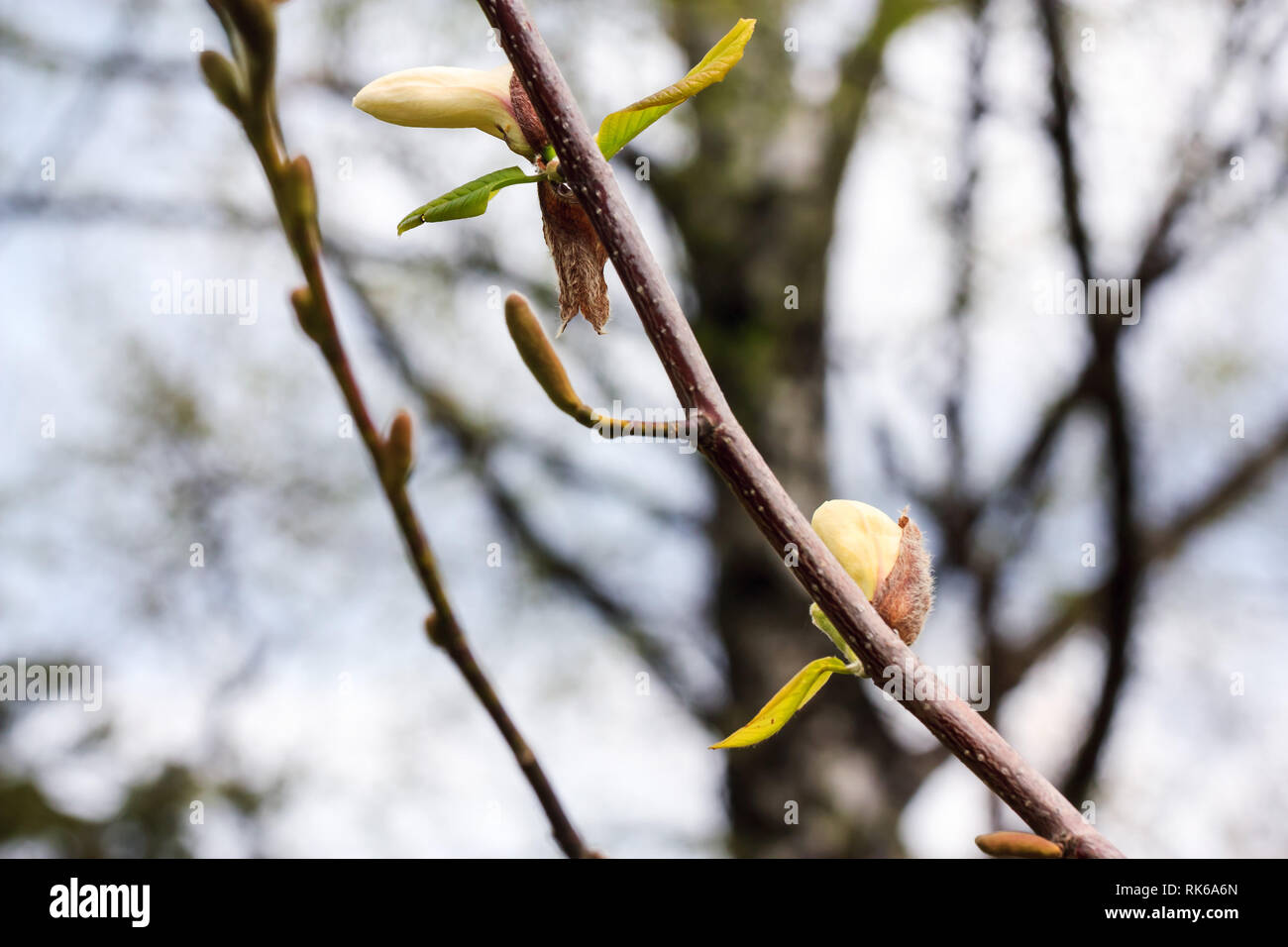 Nature background with spring breaking branches Stock Photo - Alamy
