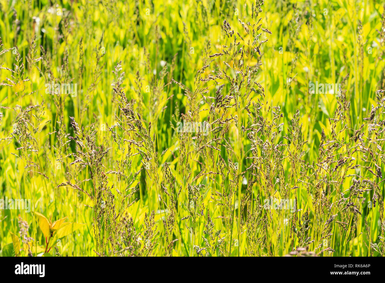 Nature background of the spring grass verdure Stock Photo - Alamy