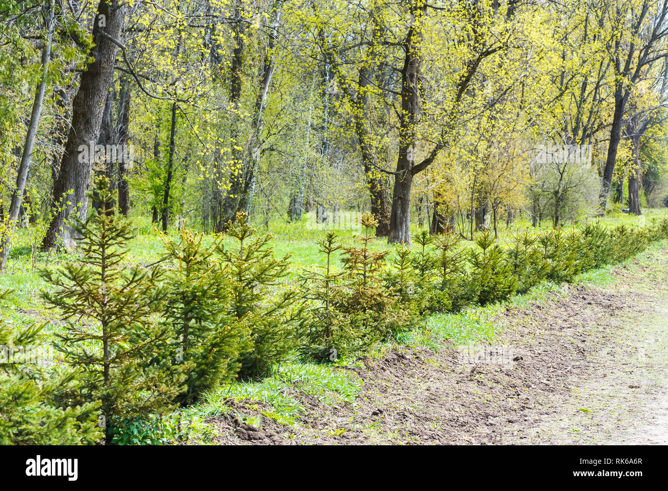Spring landscape with trees on the park Stock Photo - Alamy
