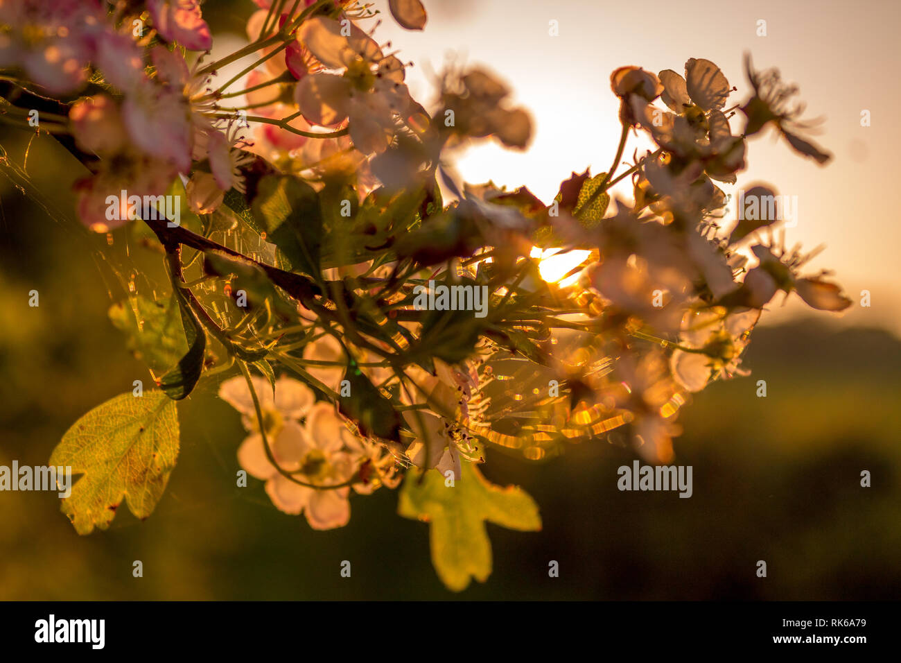 Sunset in the English Countryside Stock Photo - Alamy