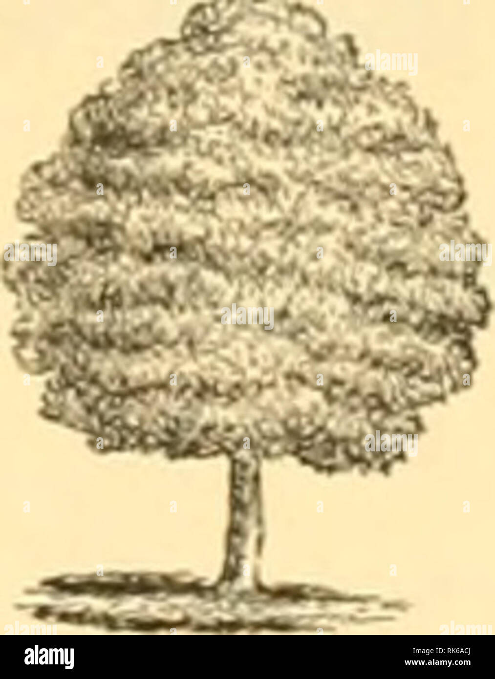 . The art of beautifying suburban home grounds of small extend ...