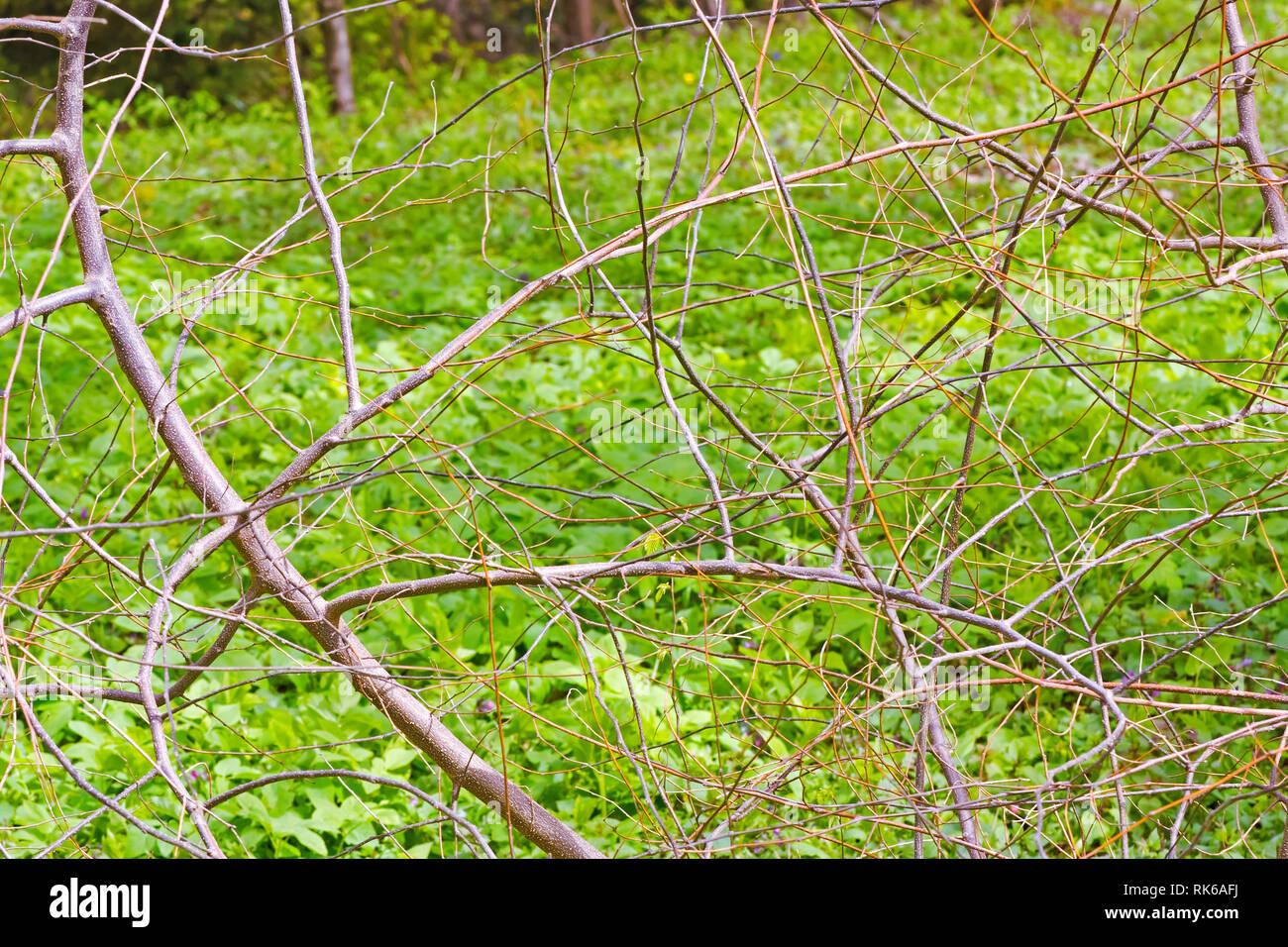 Tangled branches hi-res stock photography and images - Alamy
