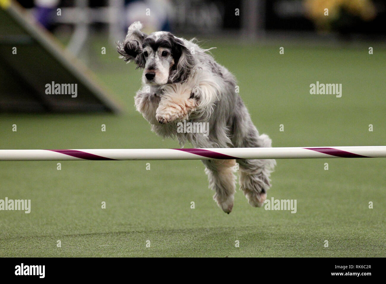 Cocker spaniel in competition hi-res stock photography and images - Alamy