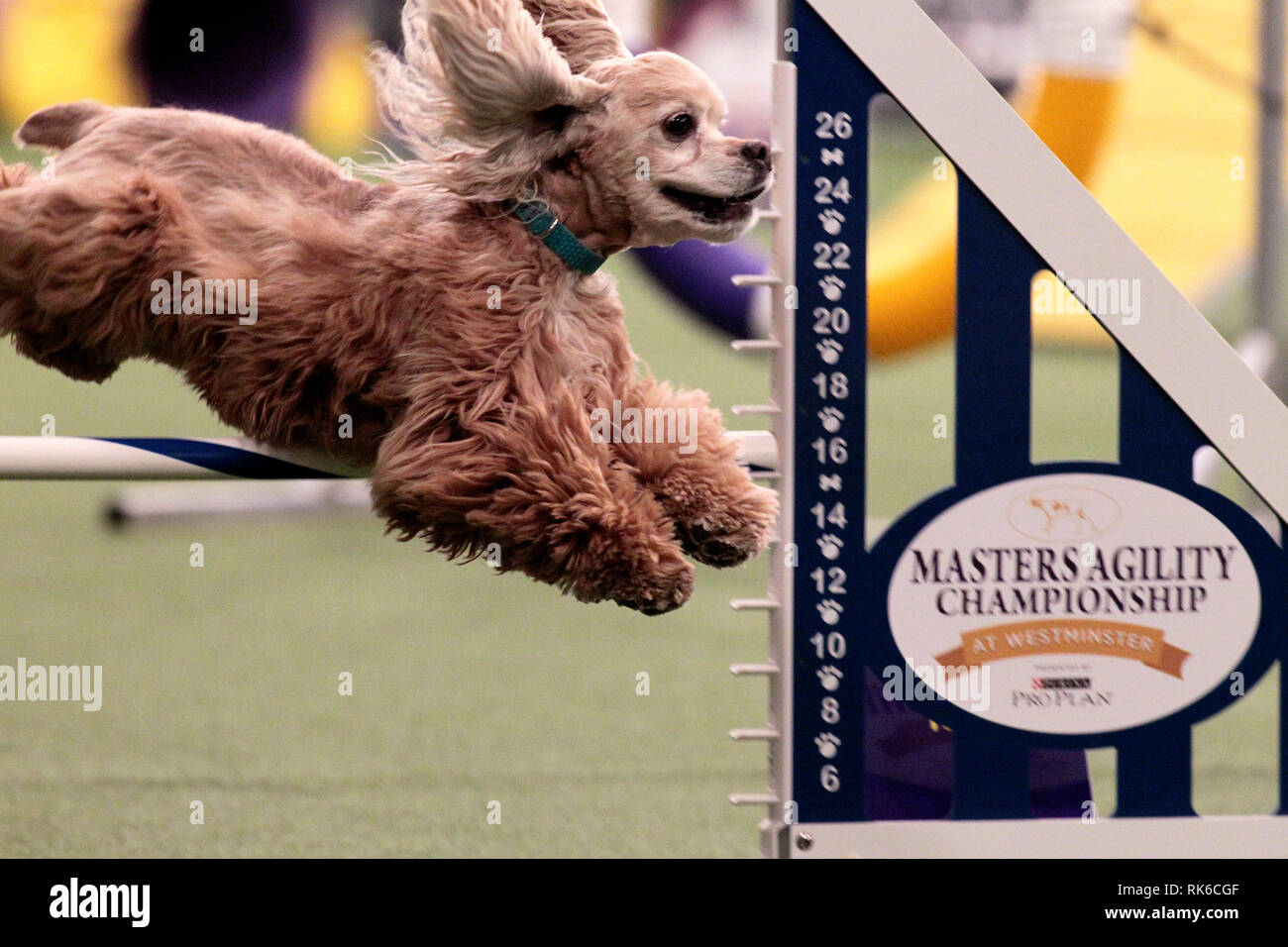 Cocker spaniel show hi-res stock photography and images - Alamy