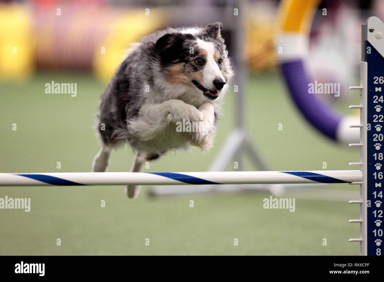 Westminster Dog Show - 9 February 2019, New York City: Maia, a Border ...