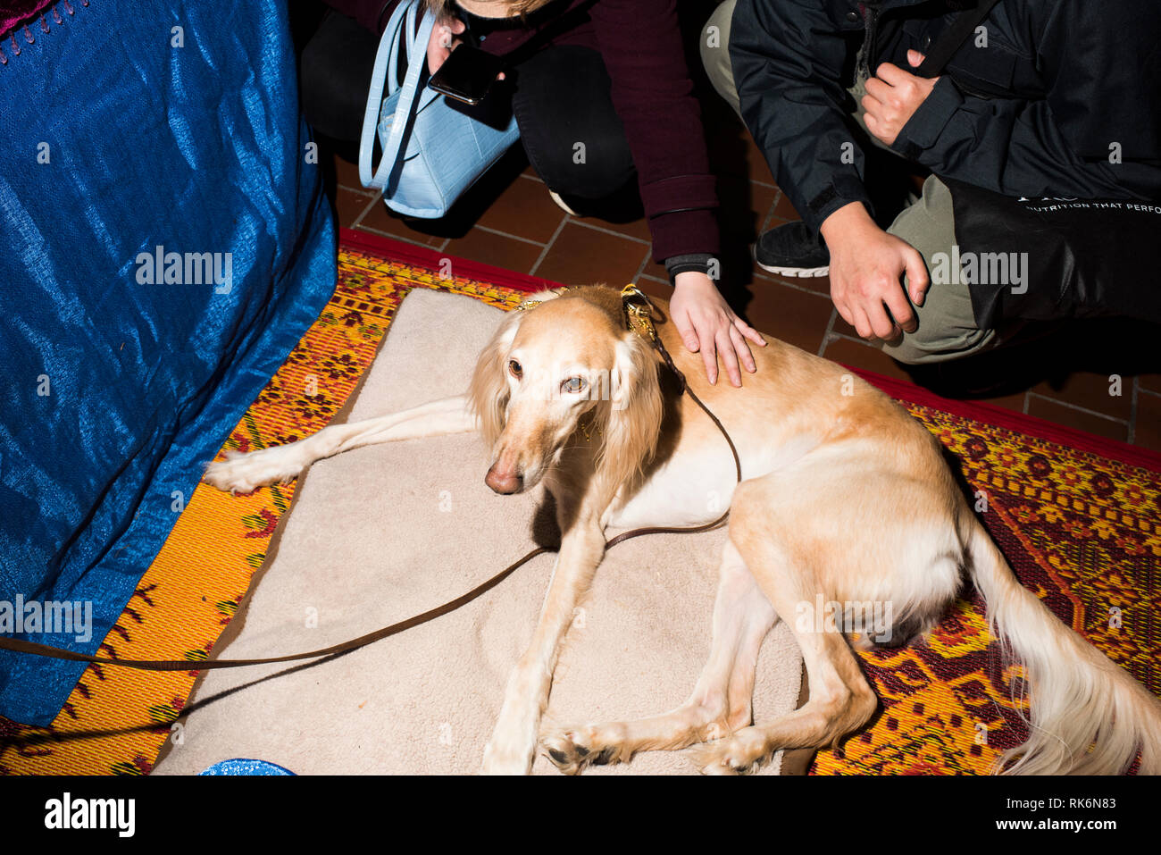 New York, USA. 9th Feb 2019. Meet the Breeds, Saluki, Westminster Dog ...