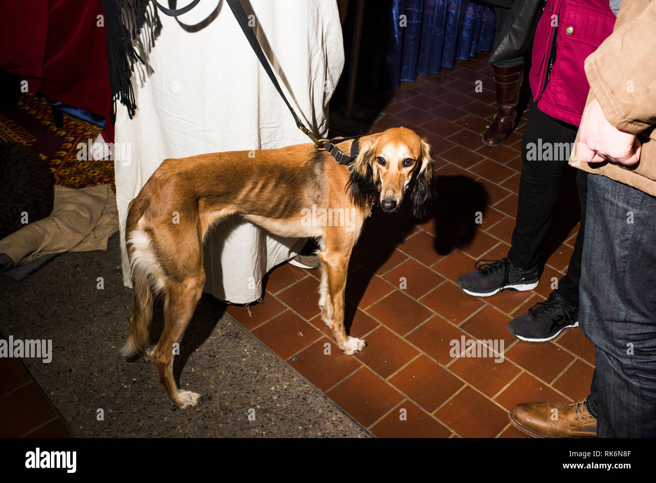 New York, USA. 9th Feb 2019. Meet the Breeds, Saluki, Westminster Dog ...