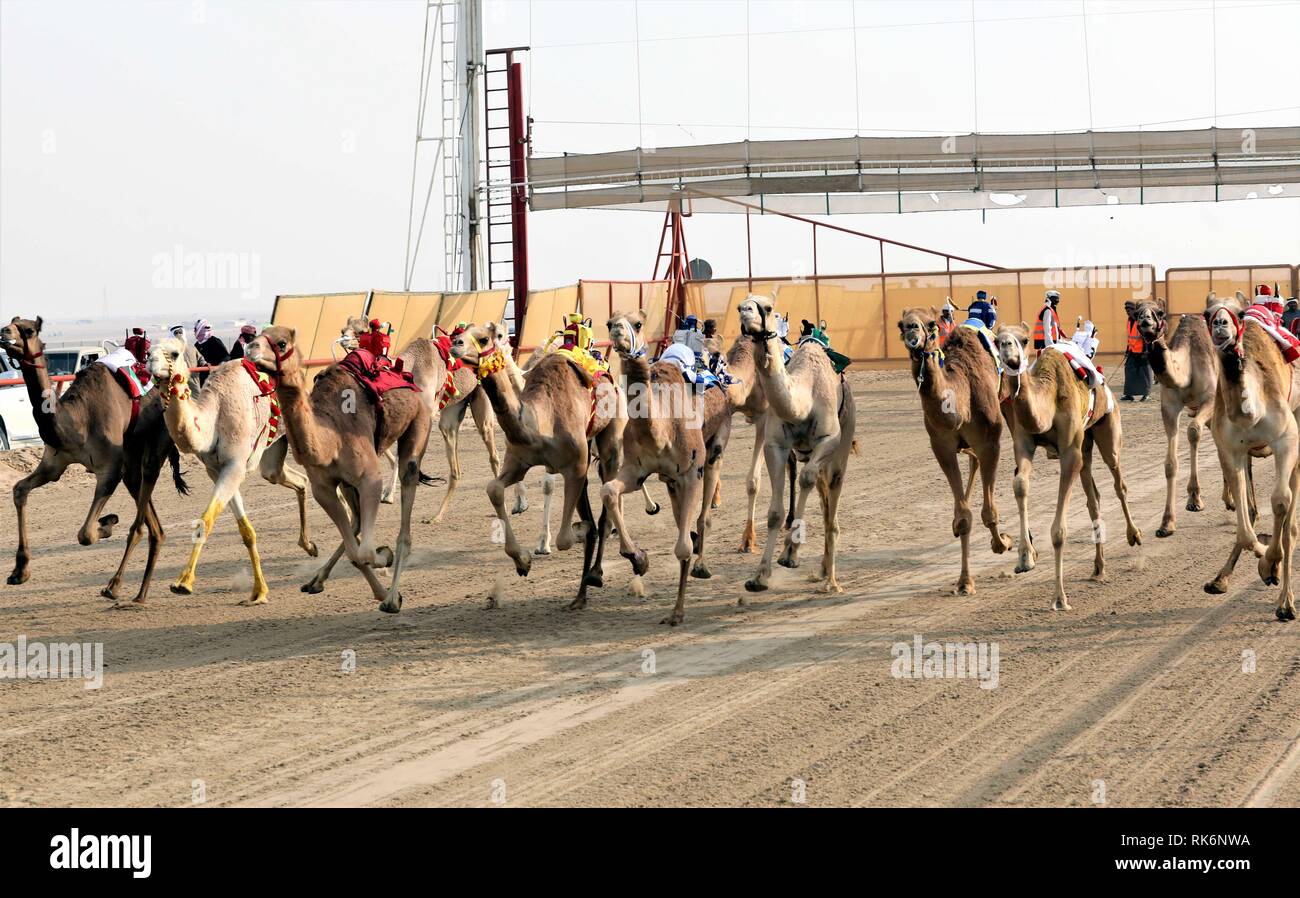 Al Ahmadi Governorate, Kuwait. 9th Feb, 2019. Camels compete during the ...
