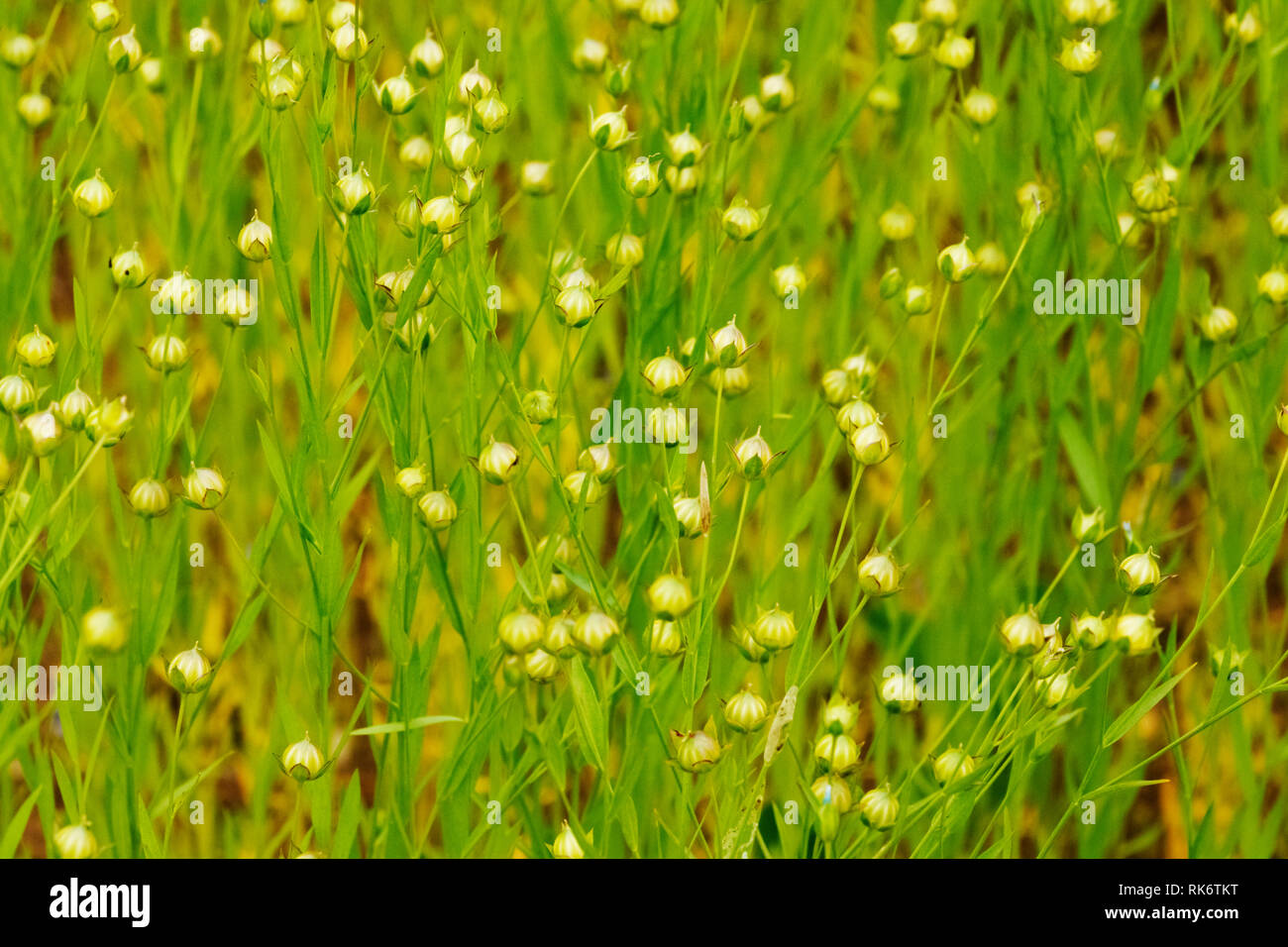 Beautiful flax field - linseed plant -,several white round fruits, a ...