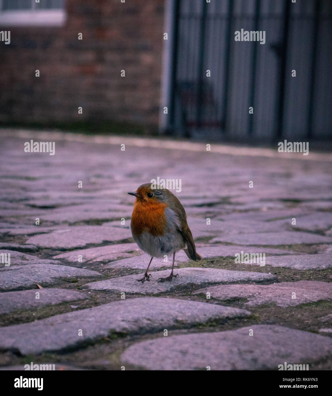 Robin pavement hi-res stock photography and images - Alamy