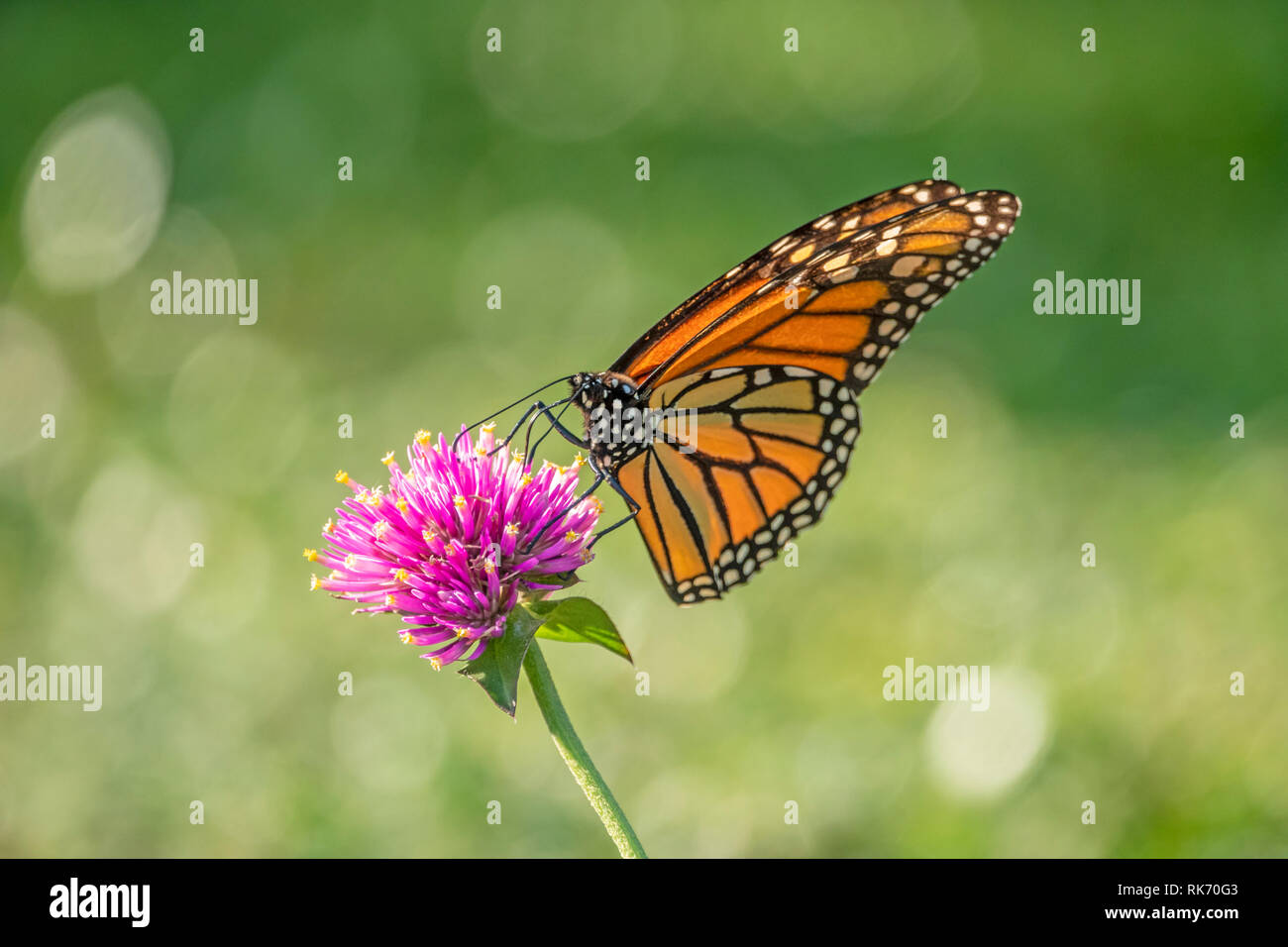 monarch butterfly or simply monarch, Danaus plexippus is milkweed ...