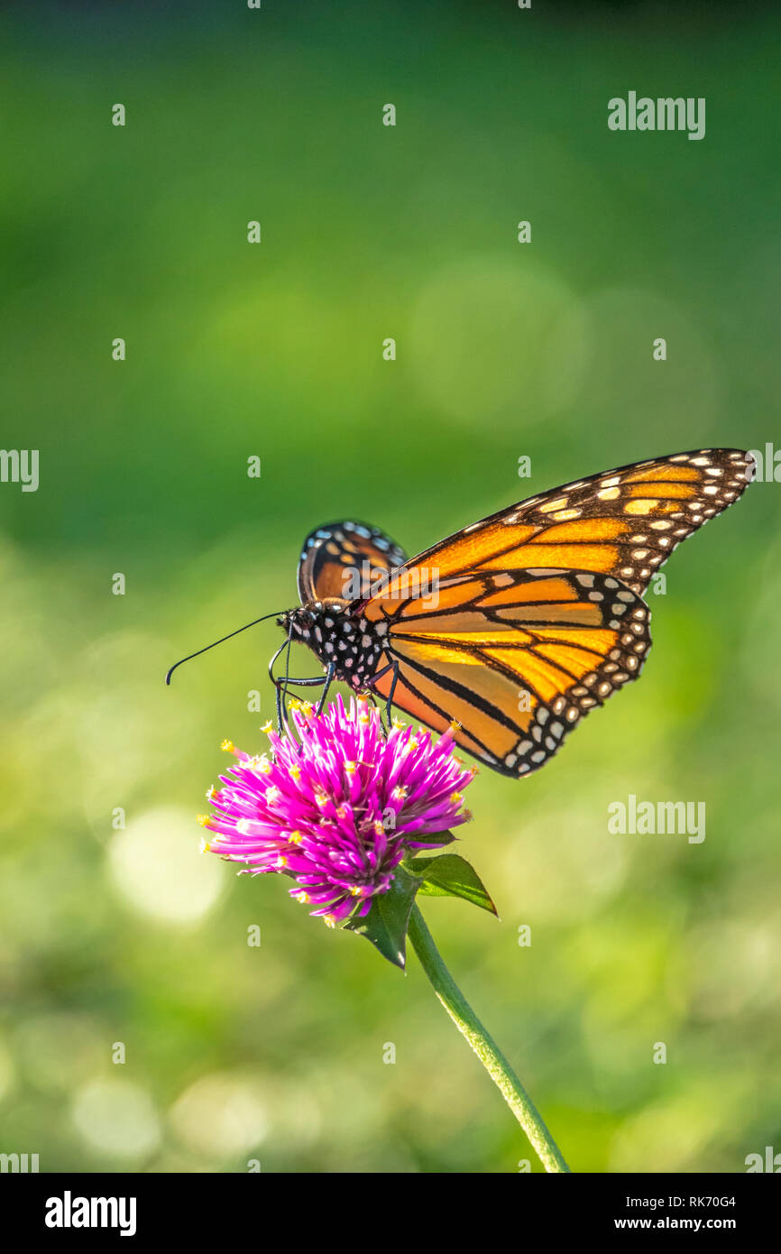 monarch butterfly or simply monarch, Danaus plexippus is milkweed ...