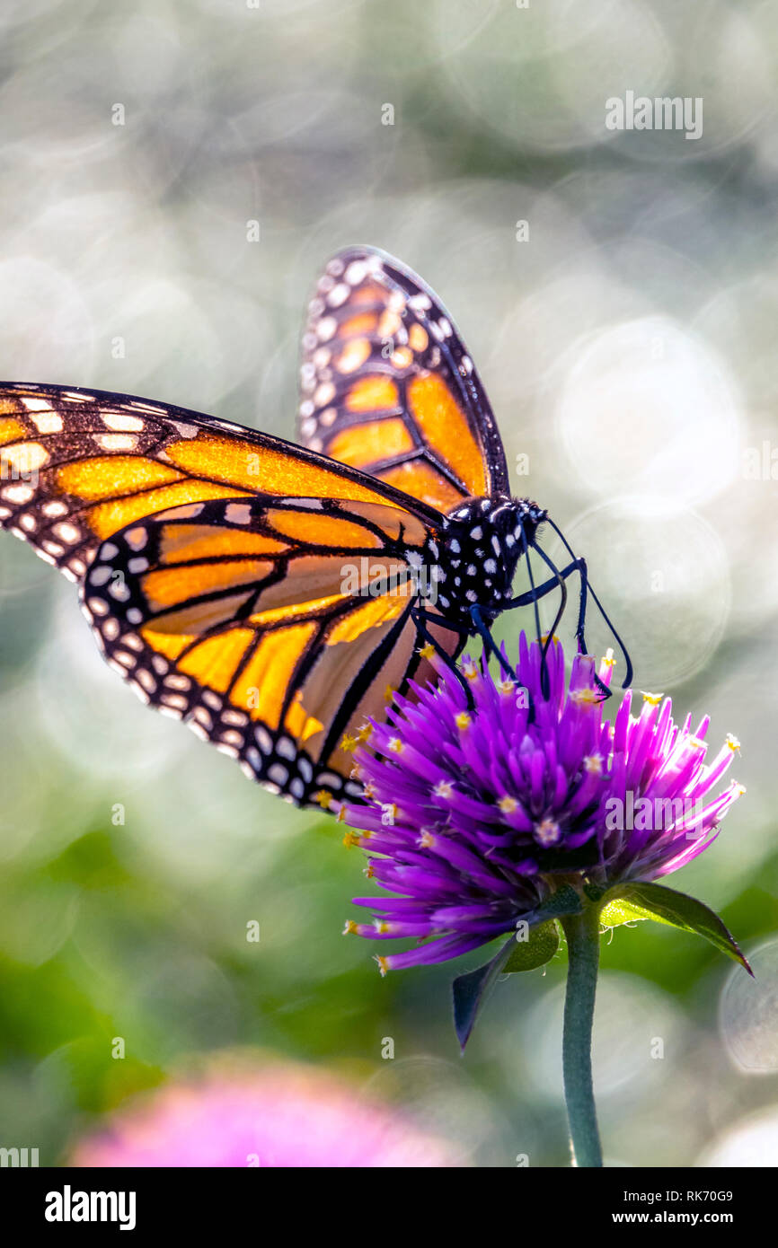 monarch butterfly or simply monarch, Danaus plexippus is milkweed ...
