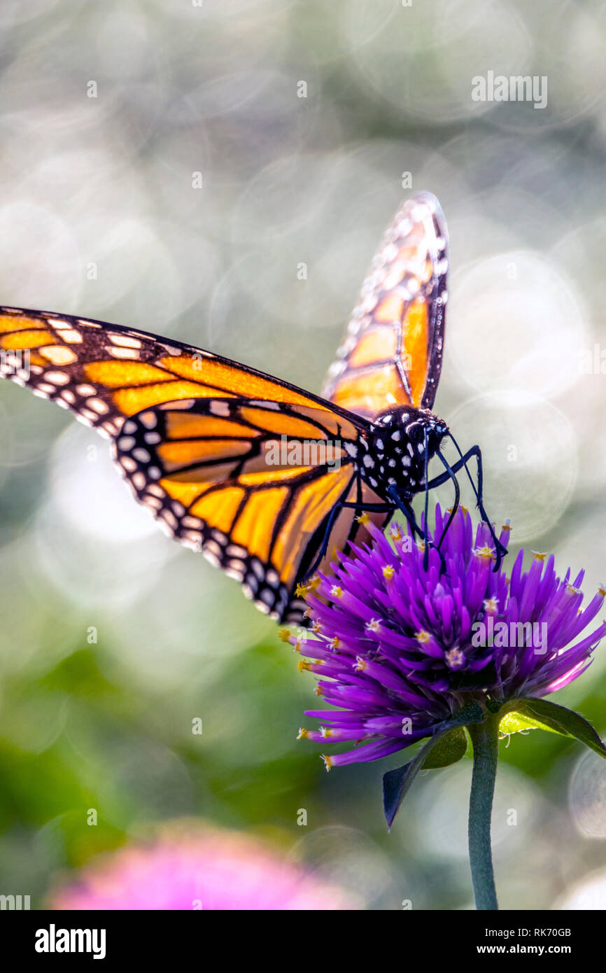 monarch butterfly or simply monarch, Danaus plexippus is milkweed ...