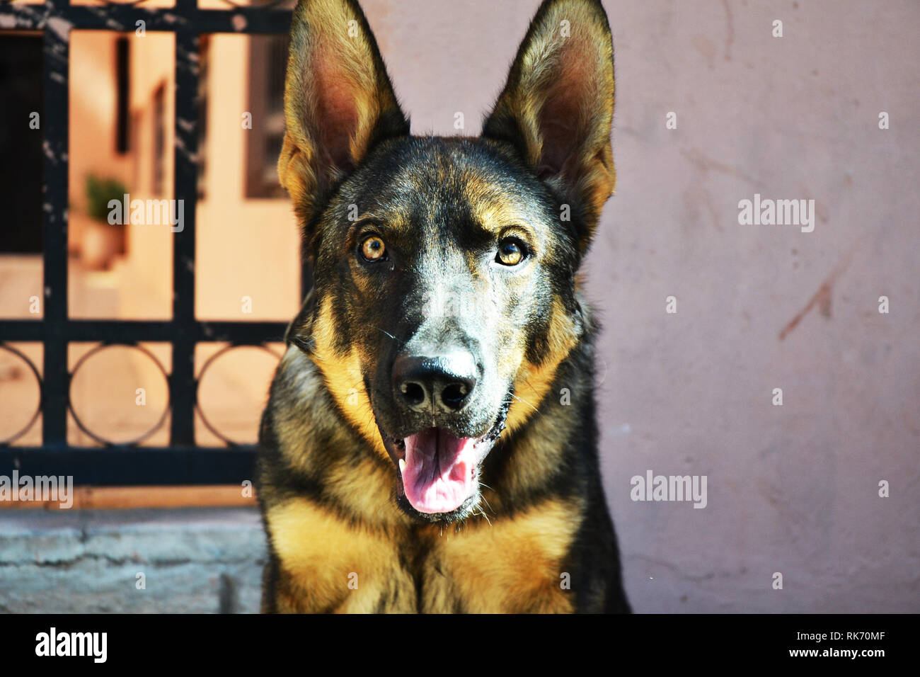 German Rottweiler Dog Stock Photo - Alamy