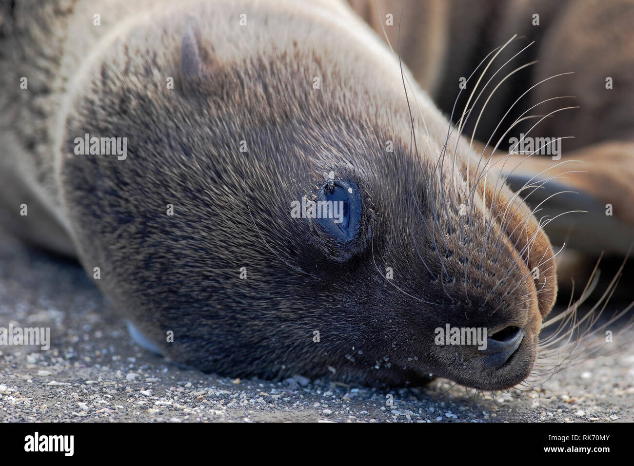 Galapagos Fur Seal (Arctocephalus galapagoensis), Puerto Egas, Santiago ...