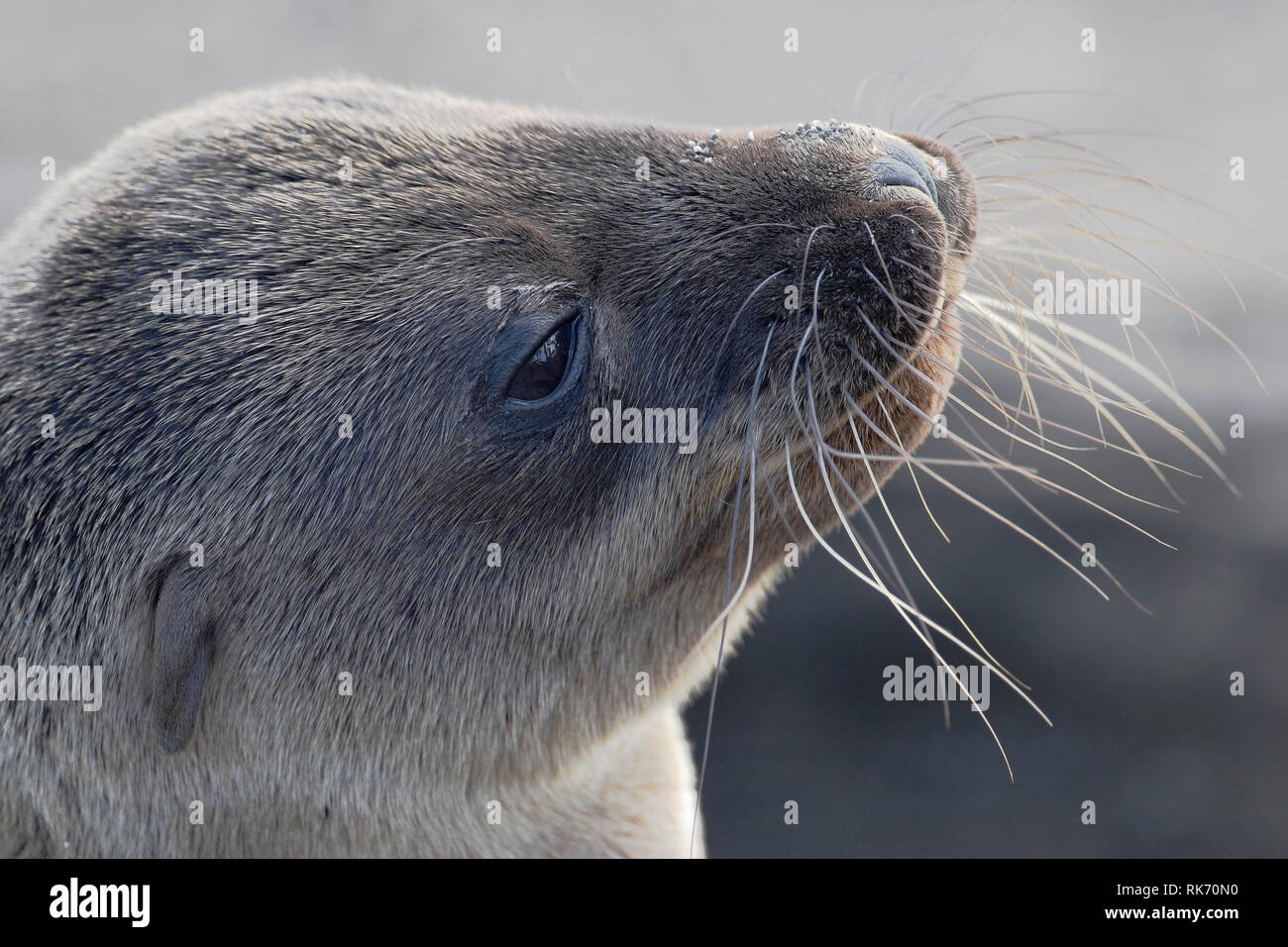 Galapagos Fur Seal (Arctocephalus galapagoensis), Puerto Egas, Santiago ...
